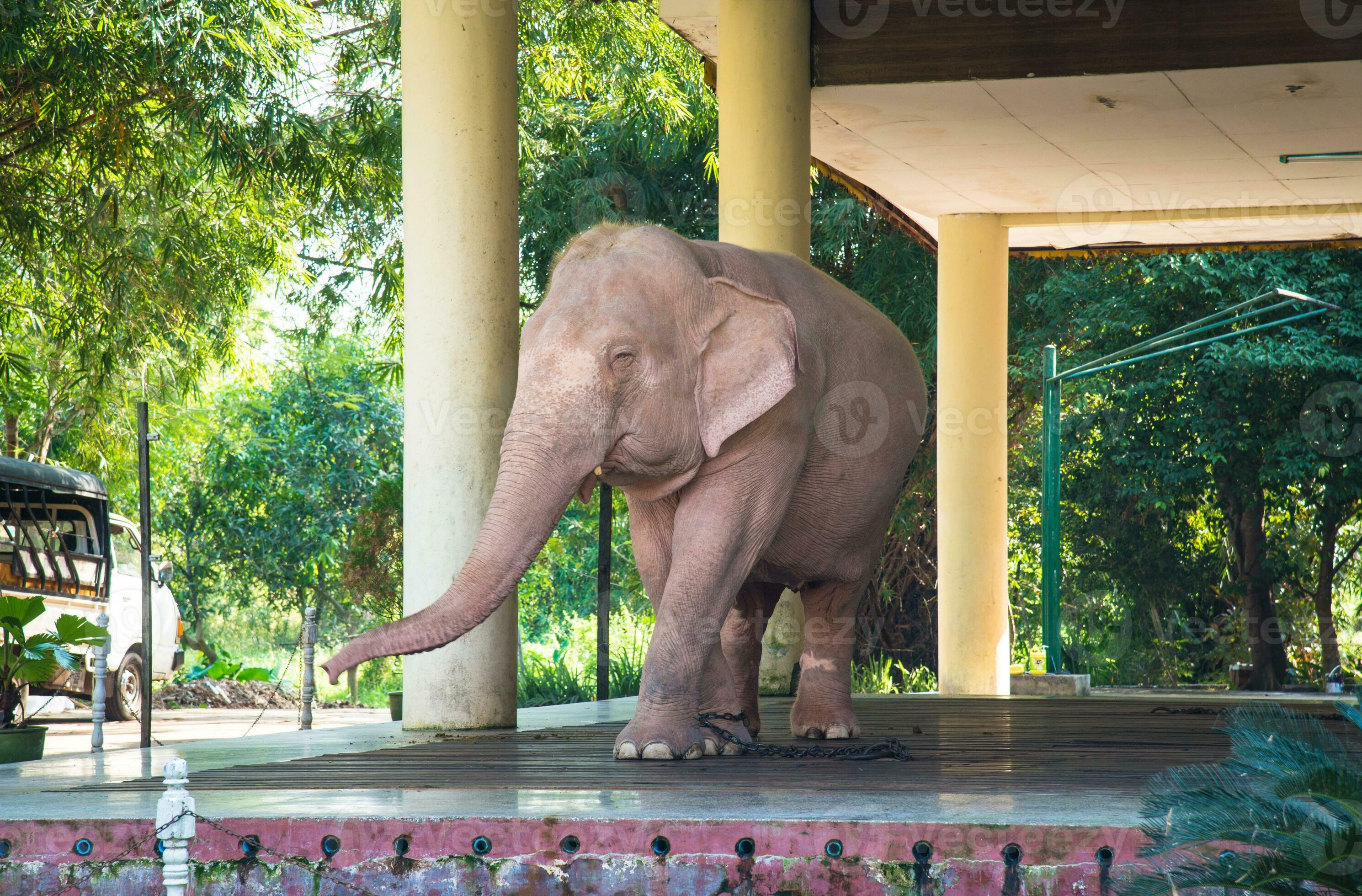 The royal white elephant in Hsin Hpyu Daw Park of Yangon, Myanmar ...