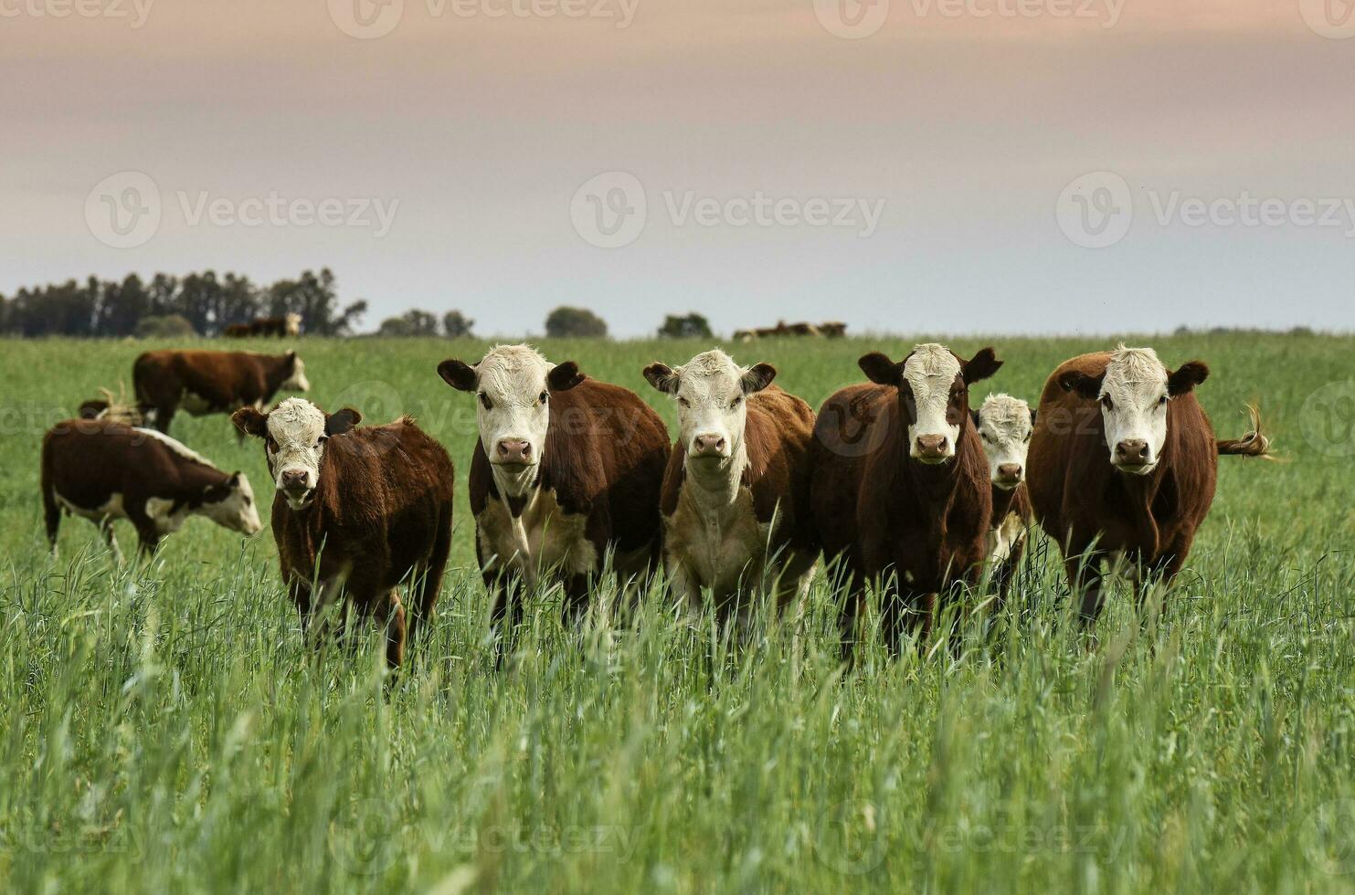 Cattle raising with natural pastures in Pampas countryside, La Pampa Province,Patagonia ...