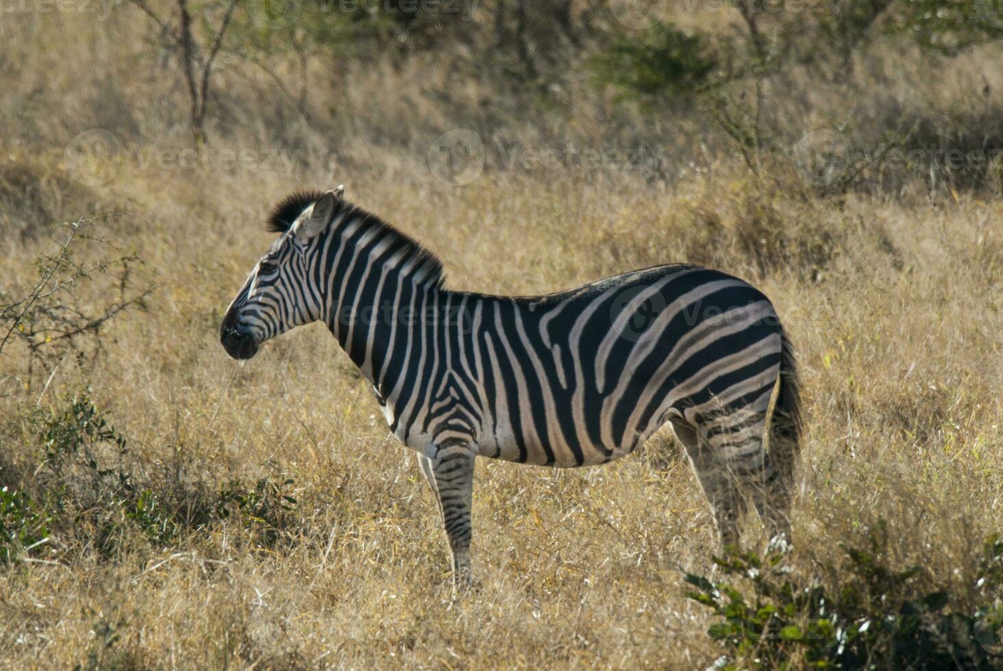 Common Zebra, South, Africa 26208114 Stock Photo at Vecteezy Common Zebra, South, Africa 26208114 Stock Photo at Vecteezy