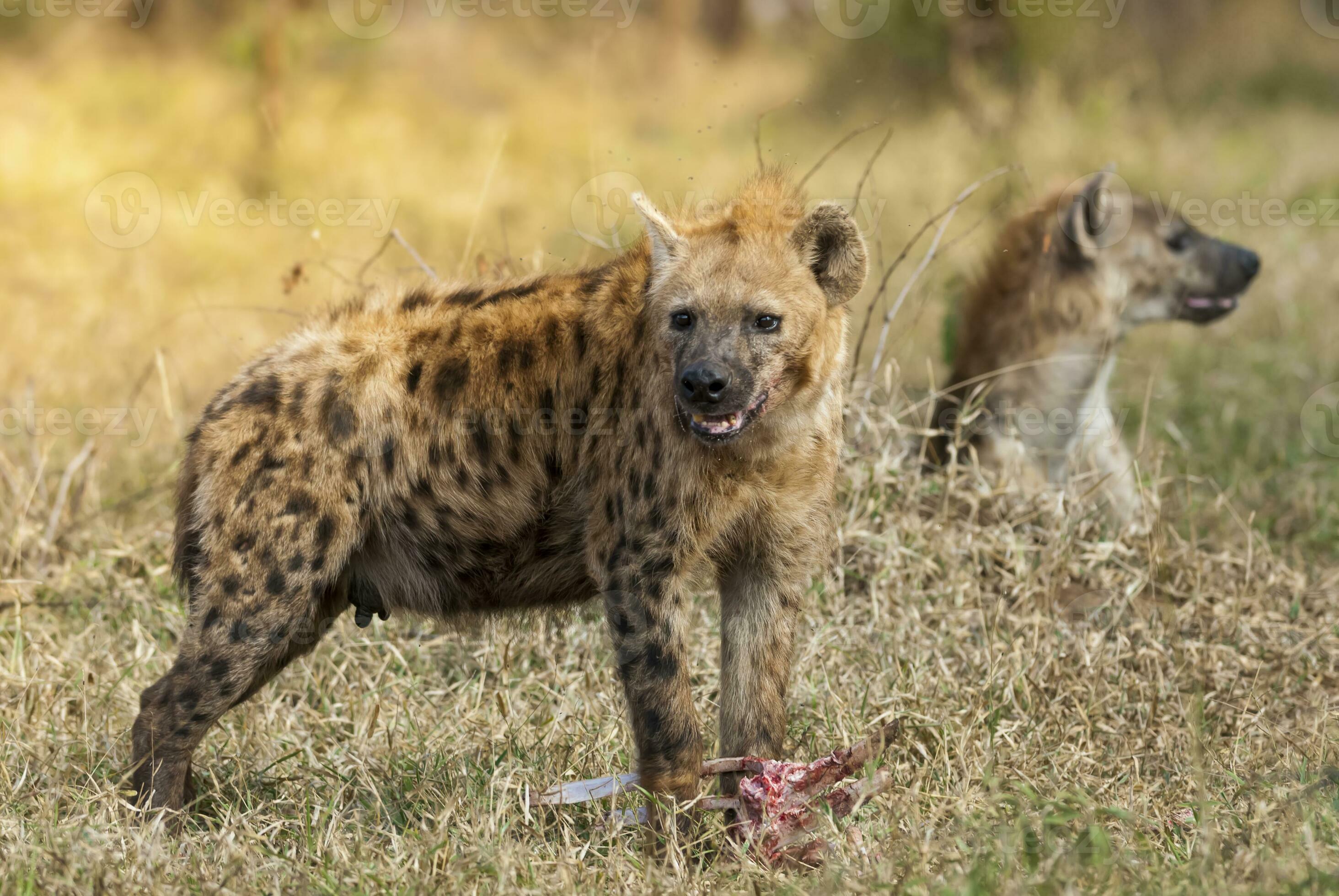 hiena comiendo, kruger nacional parque, sur África. 26208832 Foto de stock en Vecteezy