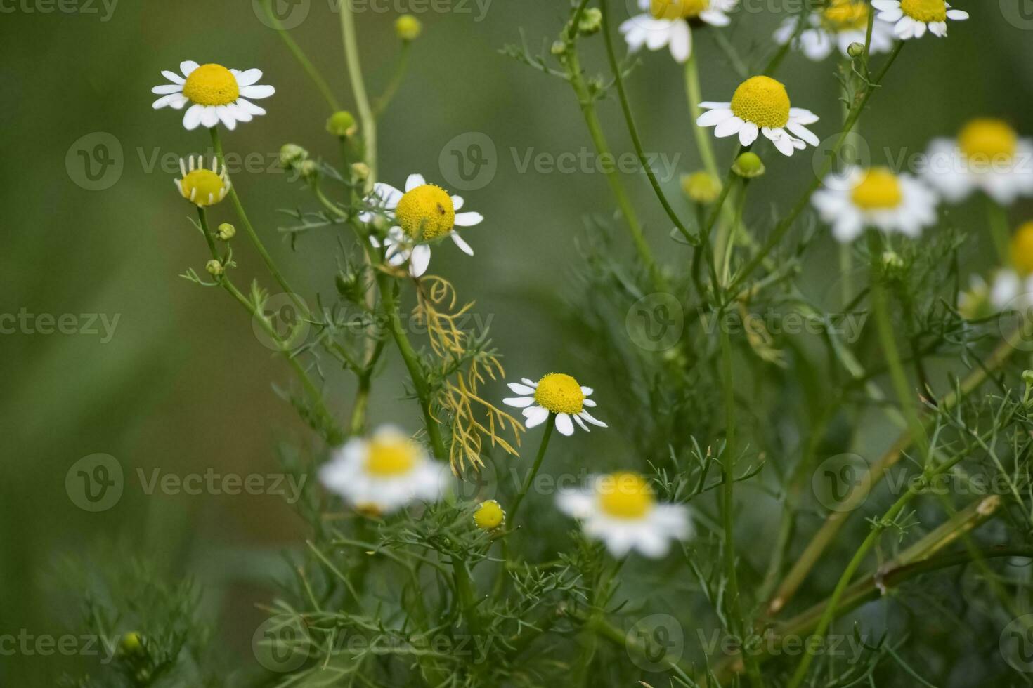 Wild flowers, La Pampa. Patagonia, Argentina 26214452 Stock Photo at Vecteezy