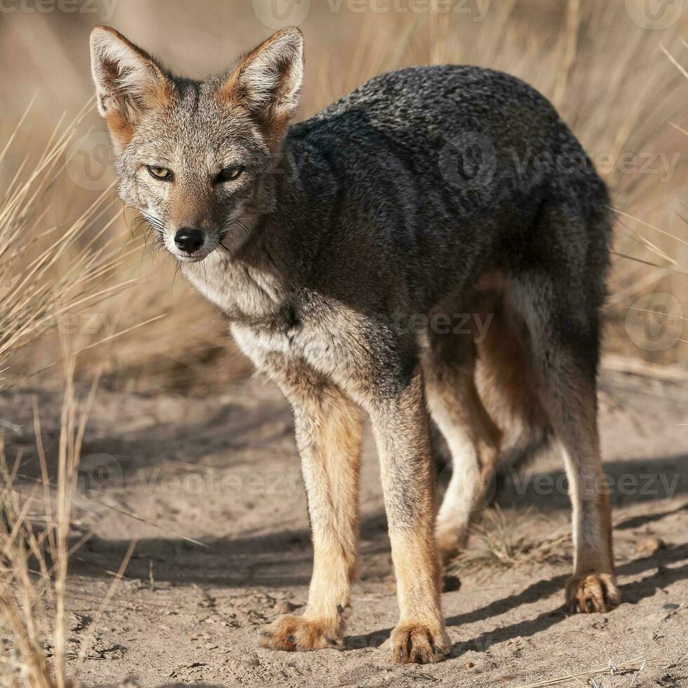 Page 2 | Gray Fox Stock Photos, Images and Backgrounds for Free Download