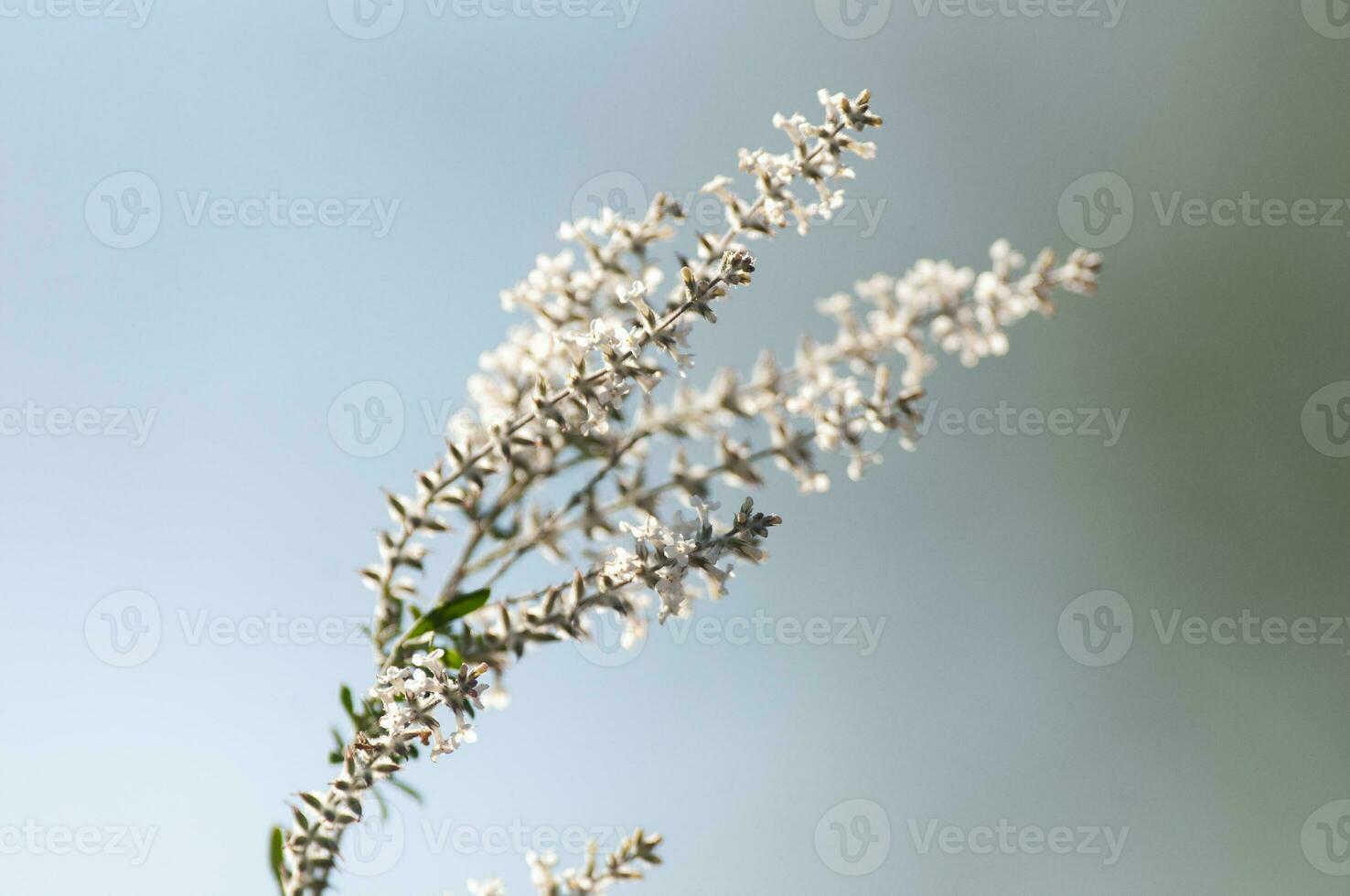 Wild flowers in semi desertic environment, Calden forest, La Pampa Argentina 26218104 Stock ...