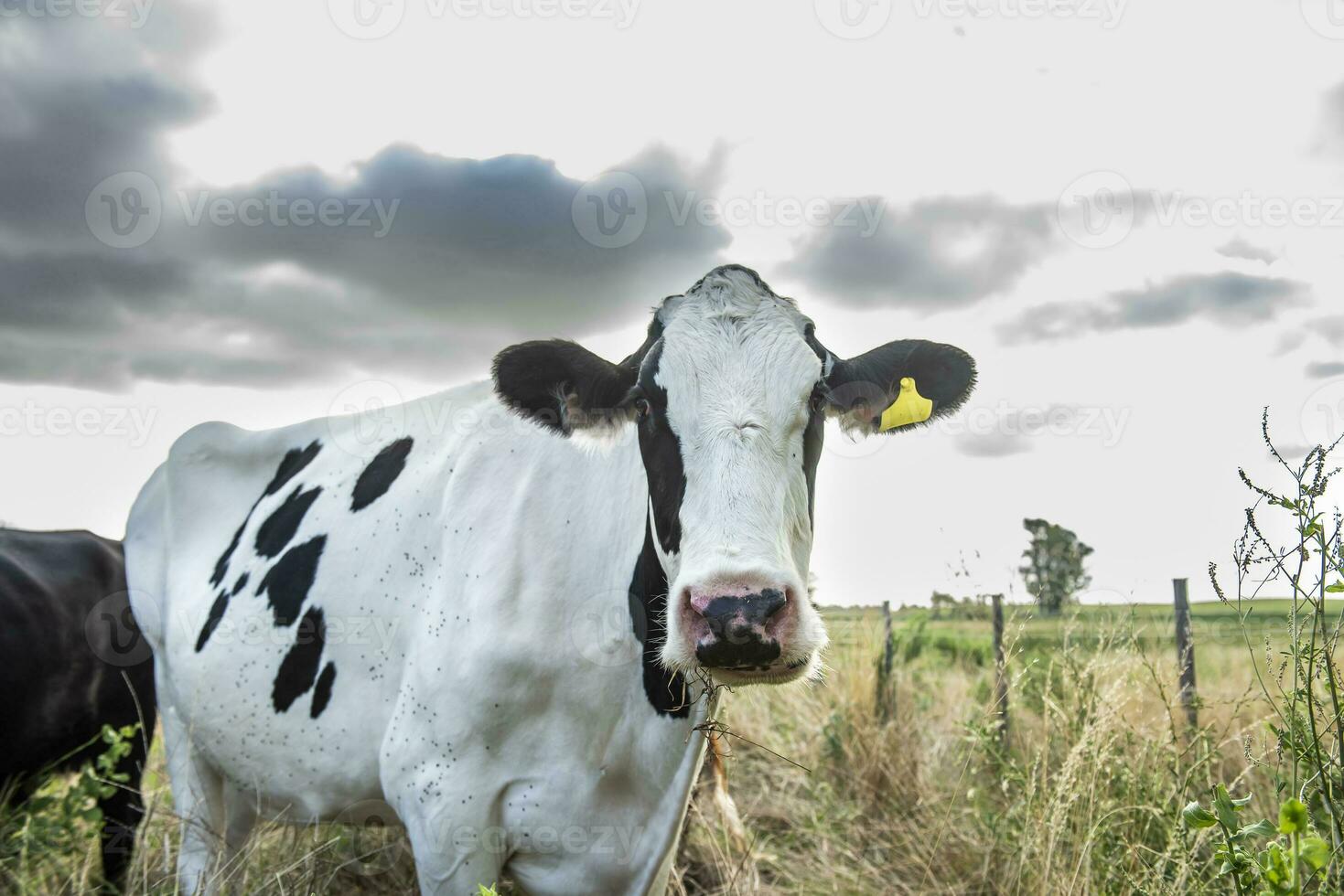 Cattle in the Pampas Countryside, Argentine meat production, La Pampa, Argentina. 26218111 Stock ...
