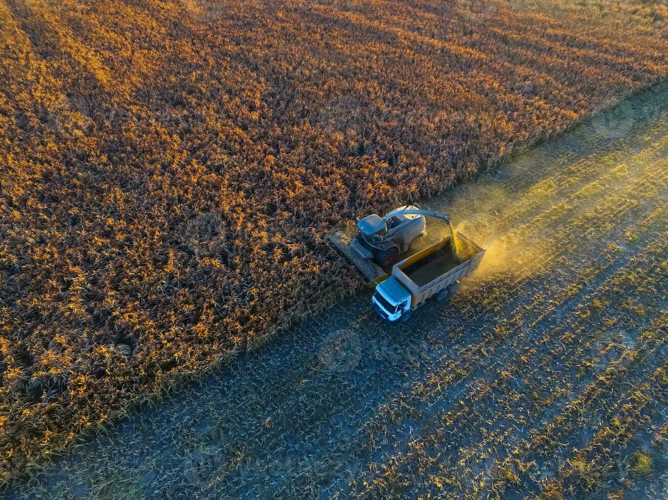 Sorghum harvest, in La Pampa, Argentina 26218309 Stock Photo at Vecteezy