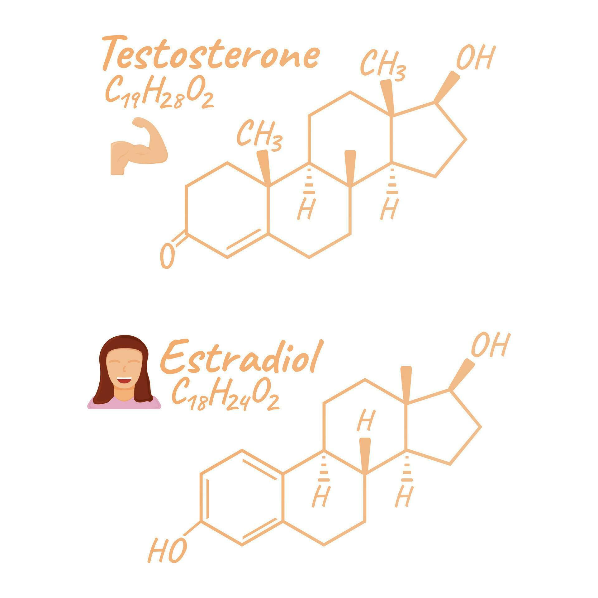 Human Hormone Estradiol Testosterone Concept Chemical Skeletal Formula