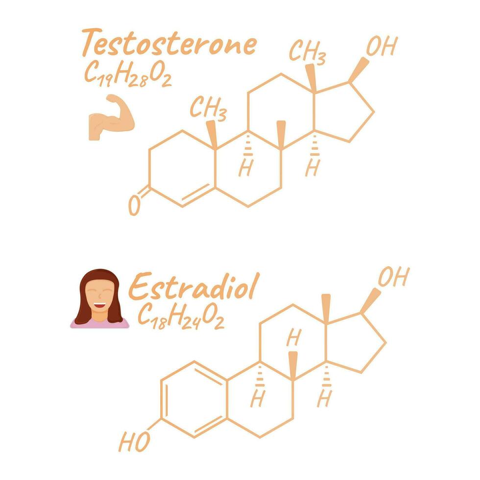 Human Hormone Estradiol Testosterone Concept Chemical Skeletal Formula