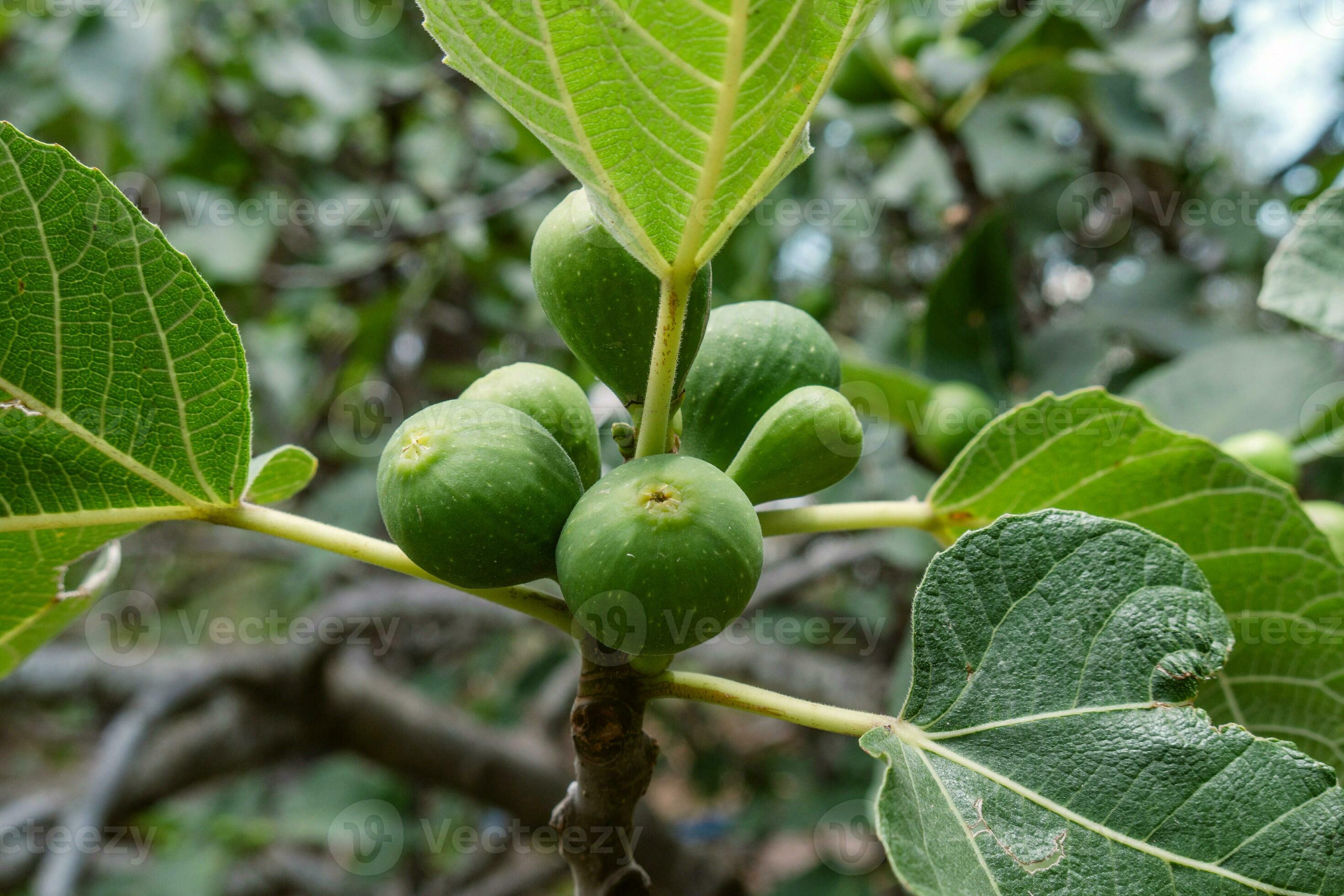 Tree full of fruit, it displays on its branches a range of delicious ...
