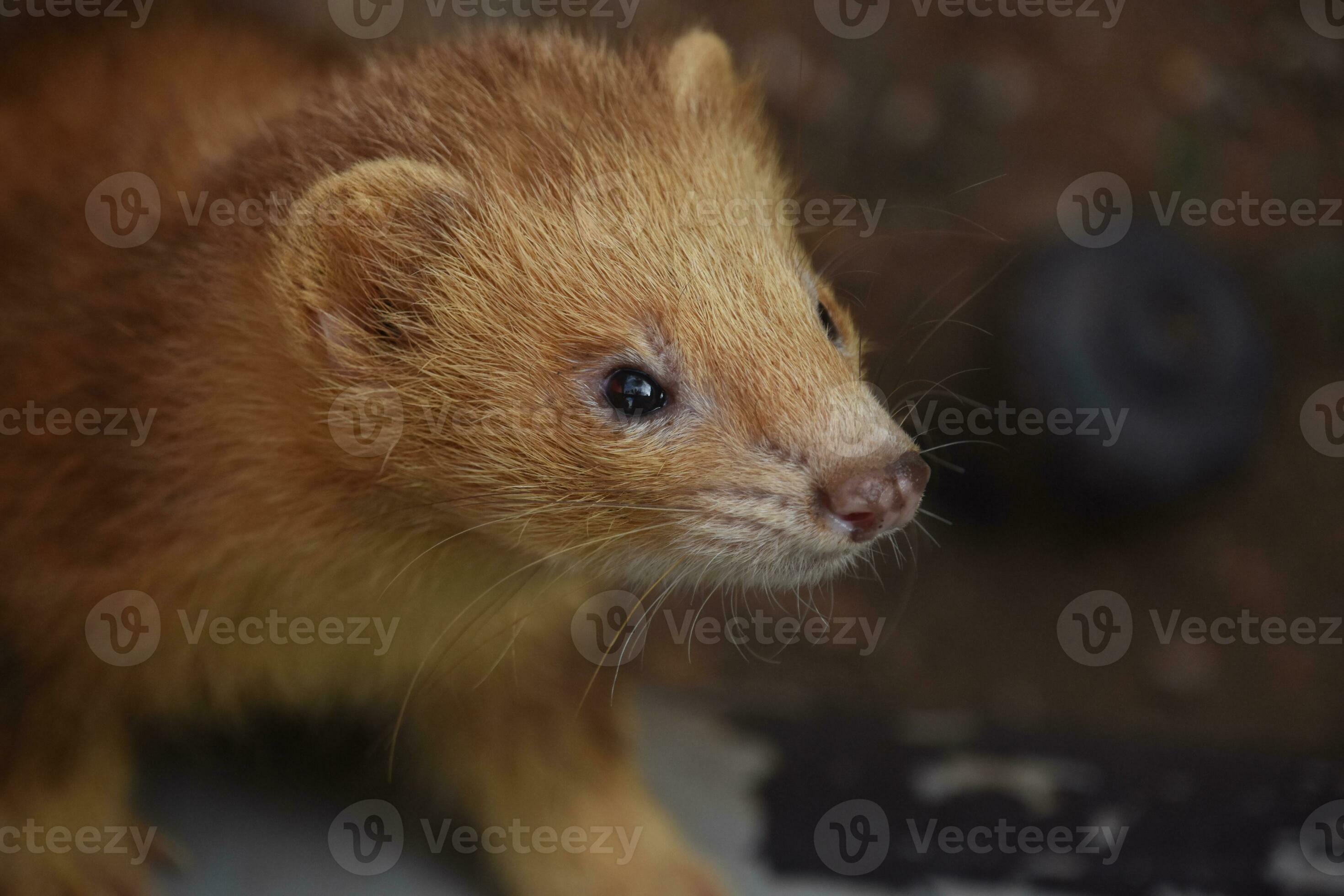 Adorable Cinnamon Ferret with a Pink Nose 26235677 Stock Photo at Vecteezy