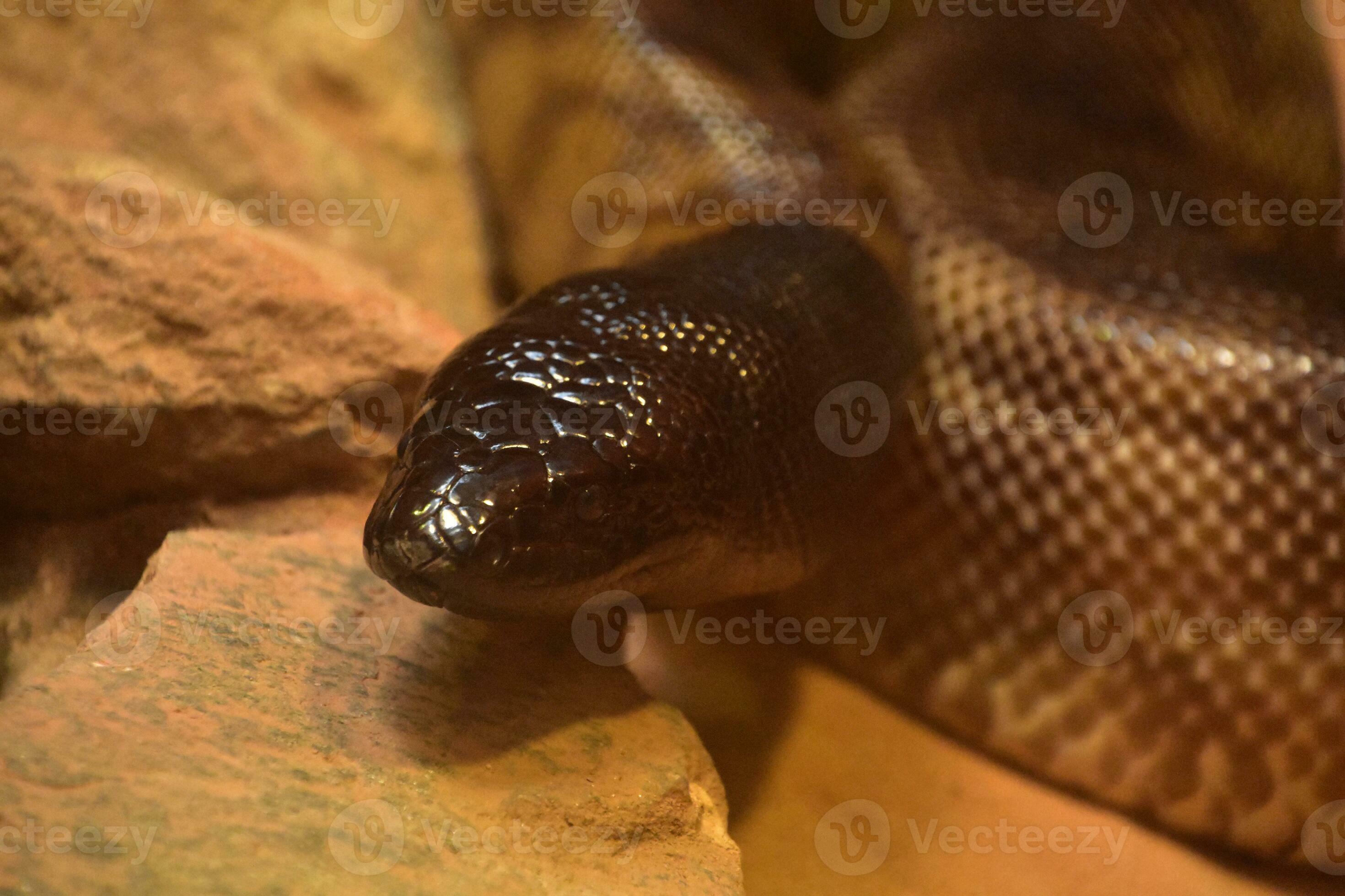 Black Headed Python Snake Coiled up with Head Raised 26235754 Stock ...