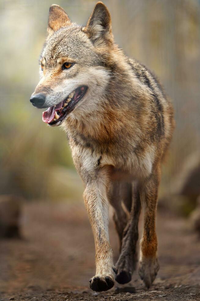 Eurasian wolf in zoo 26331287 Stock Photo at Vecteezy