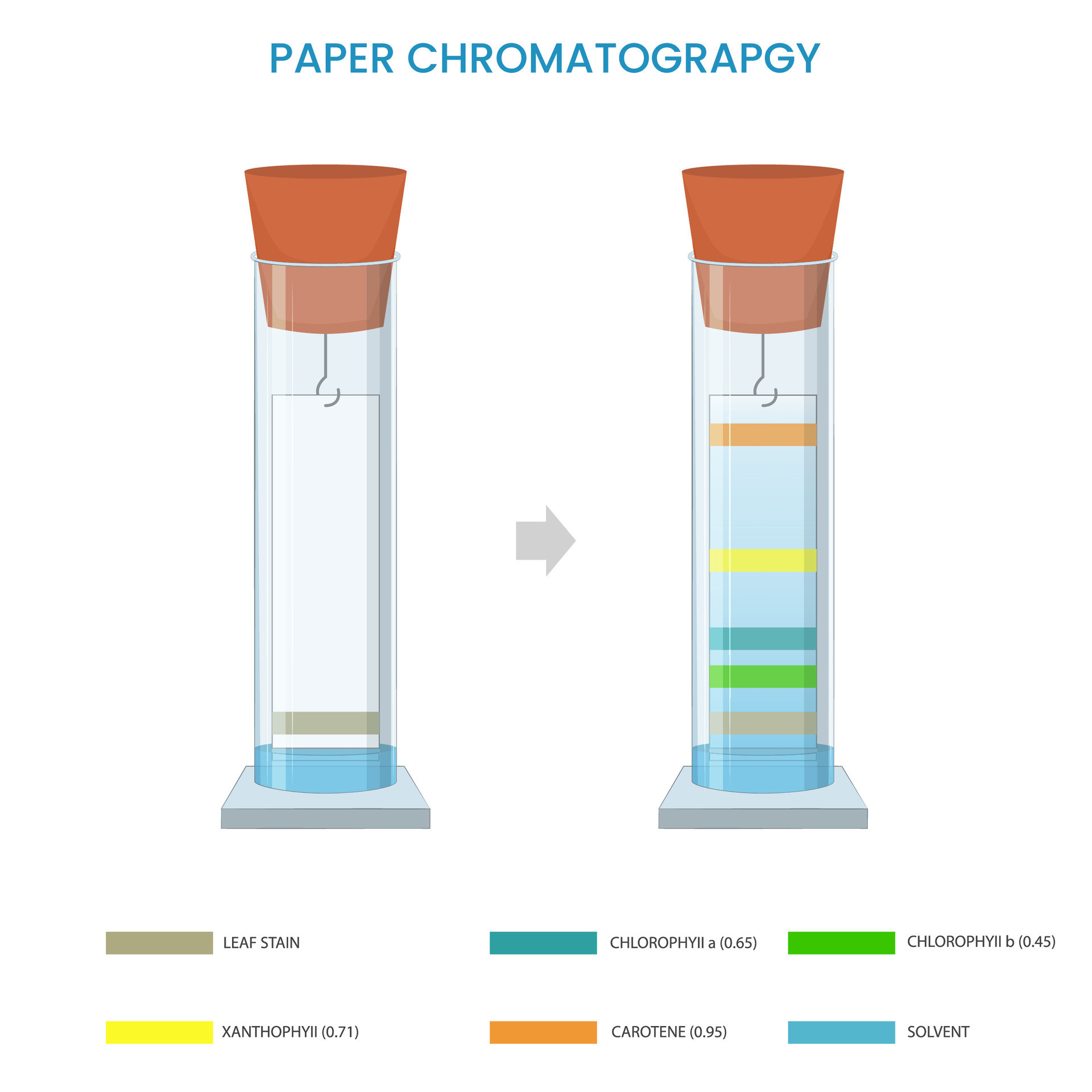 Paper Chromatography Separates Components Based On Differential Migration On Paper 26434182