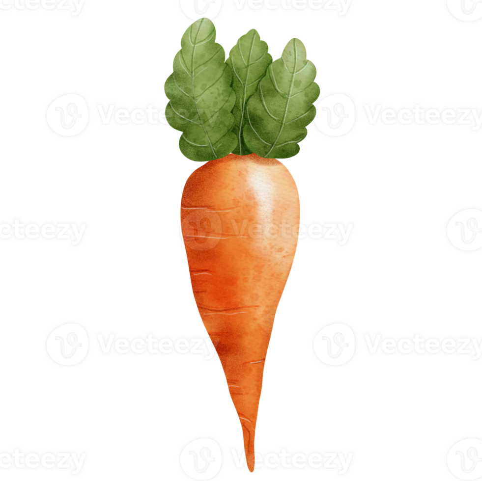 vegetal Zanahoria acuarela 26480834 PNG vegetal Zanahoria acuarela 26480834 PNG