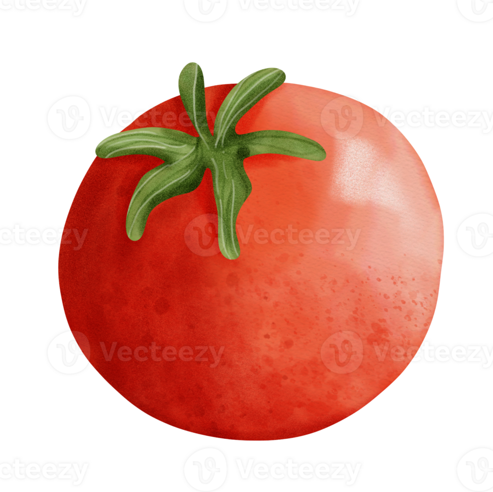 vegetable tomato watercolor 26480836 PNG