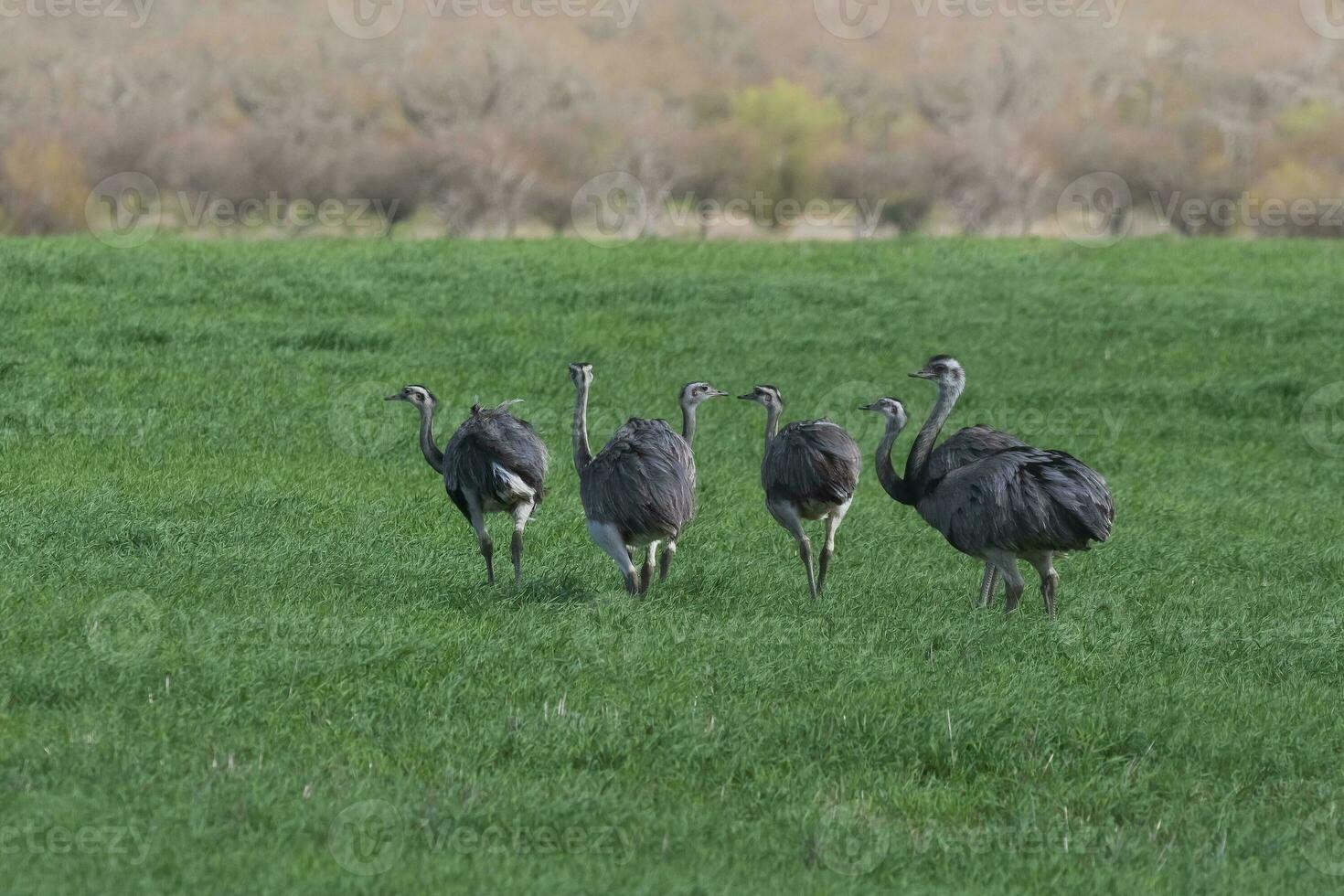 Greater Rhea, Rhea americana, in Pampas coutryside environment, La Pampa province, ,Brazil ...