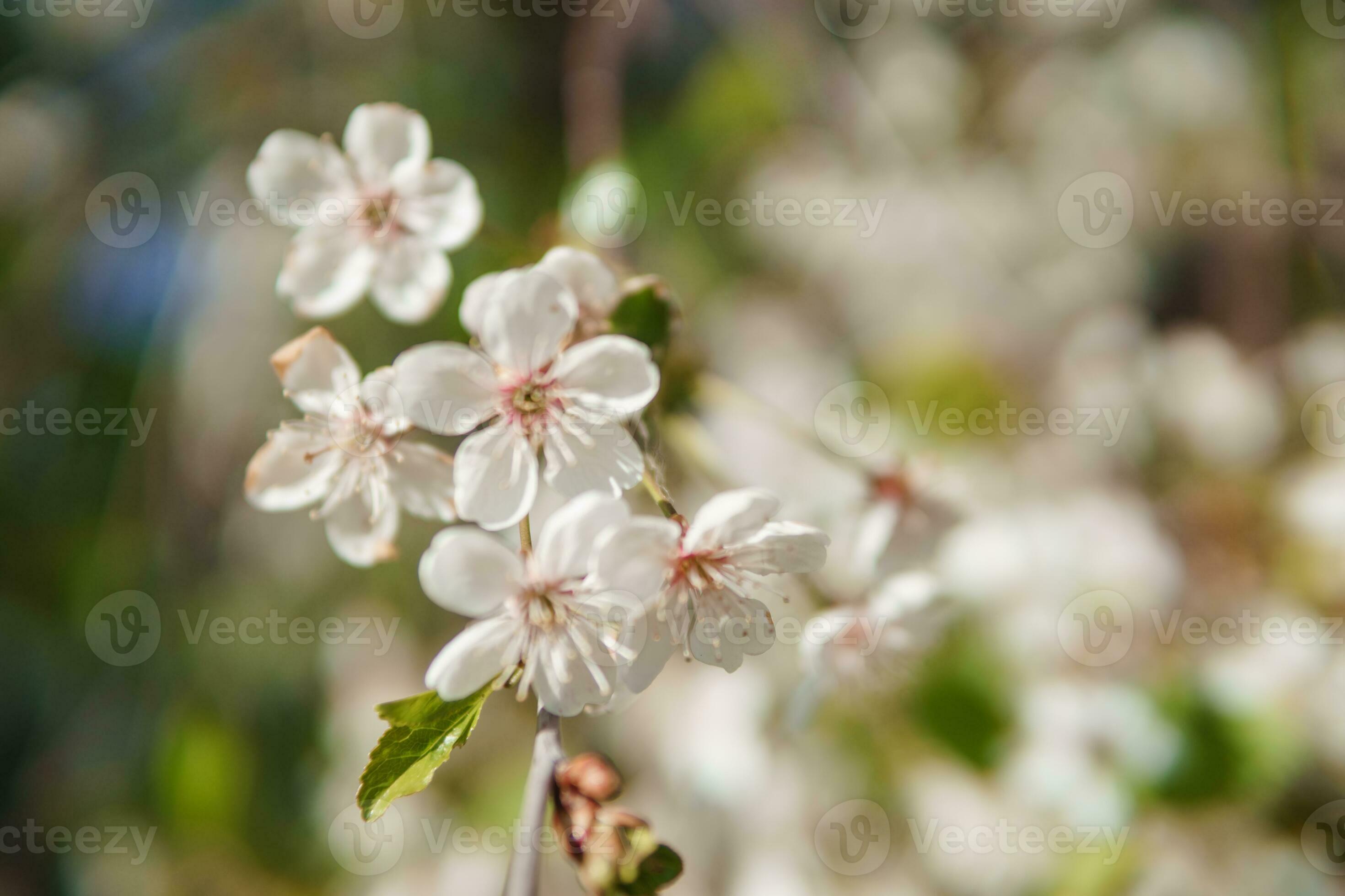 Blooming cherry branches with white flowers close-up, background of ...