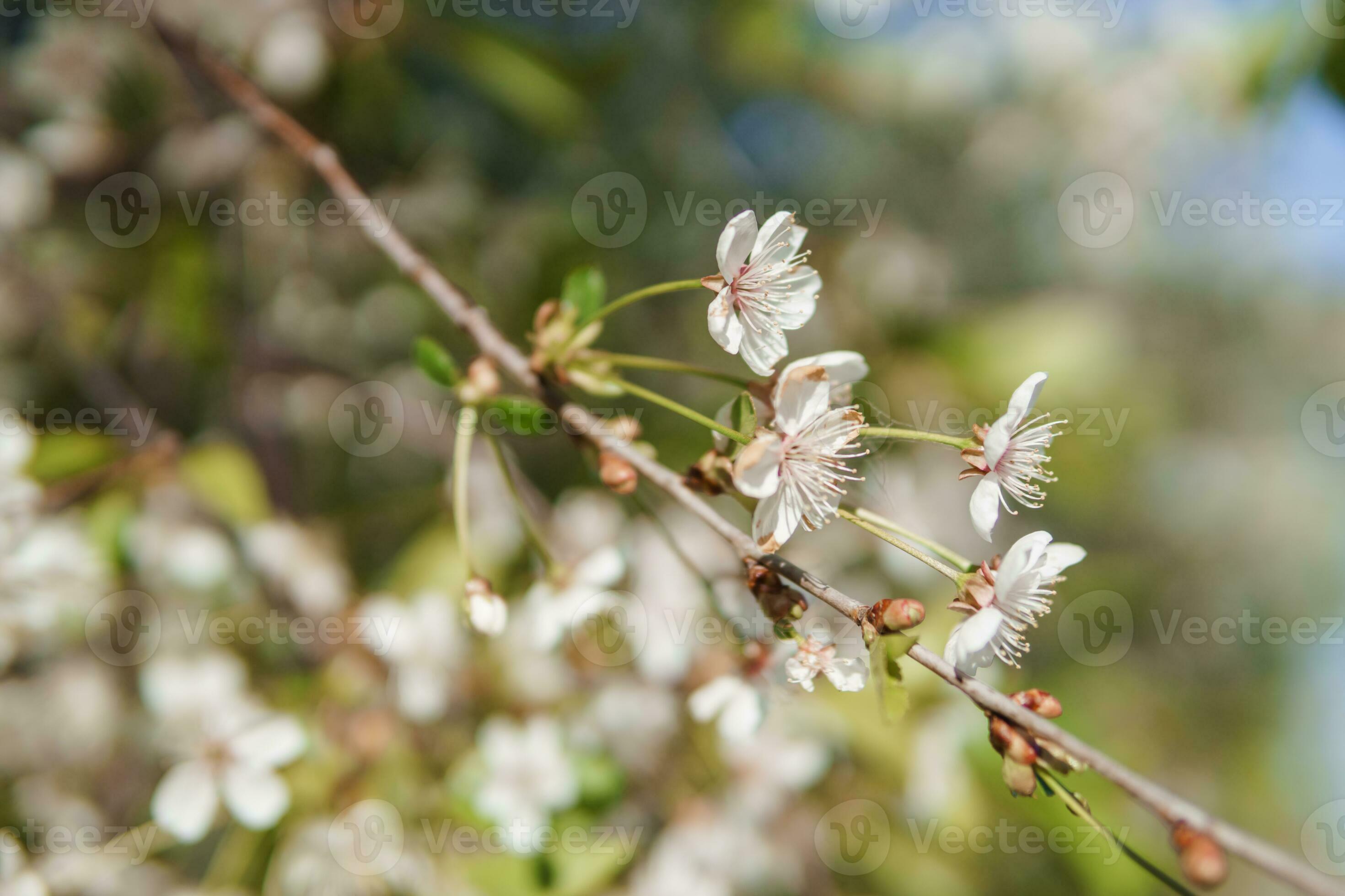 Blooming cherry branches with white flowers close-up, background of ...
