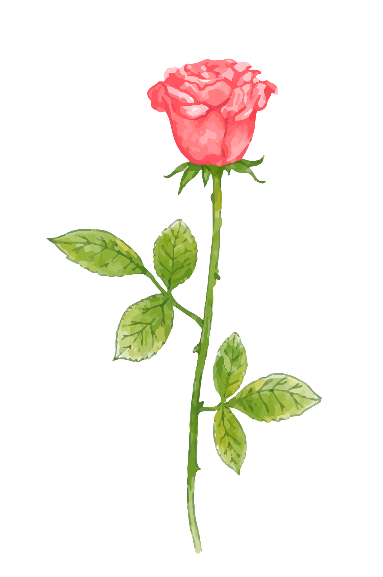 Watercolor Rose Flower Illustration 26494924 Png