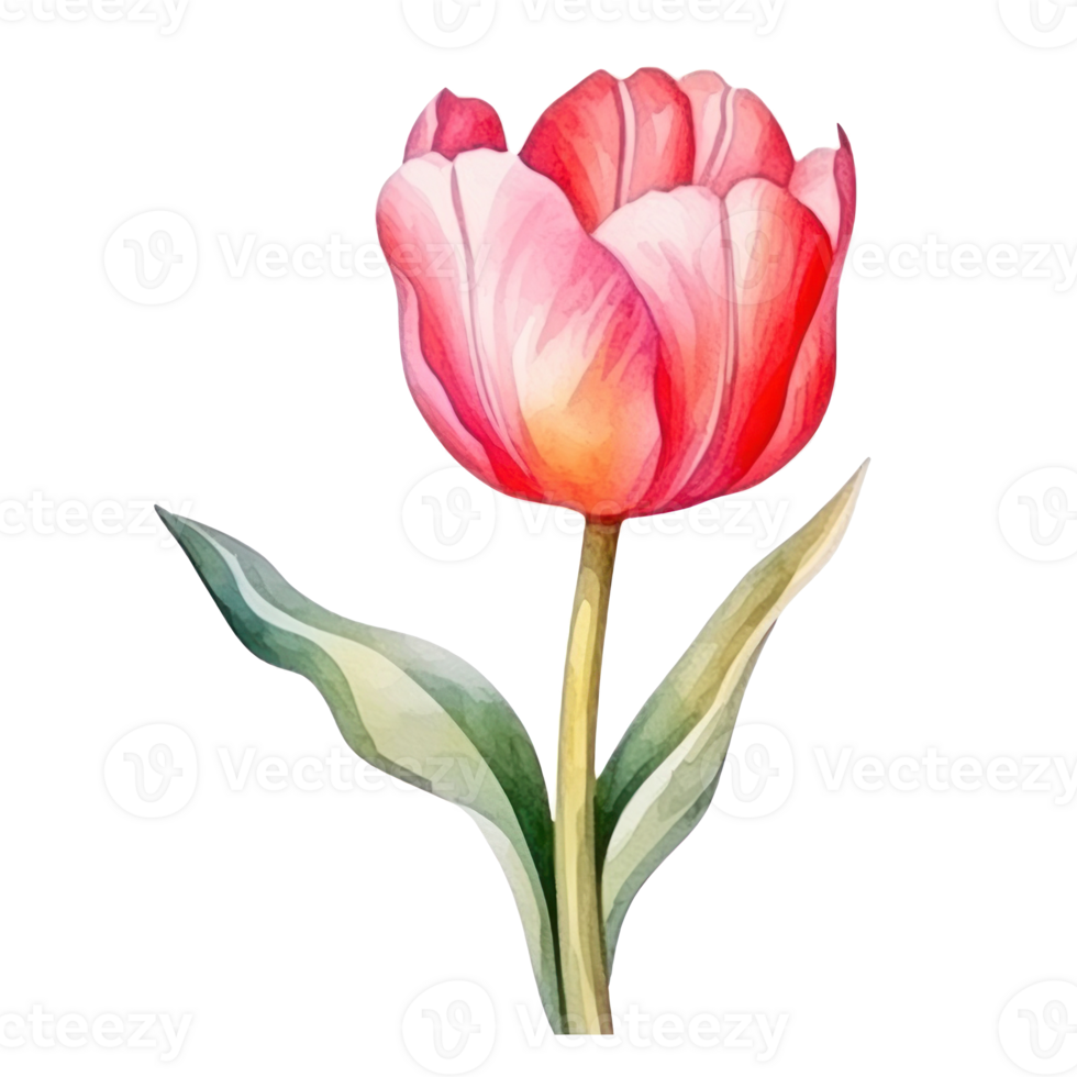 Watercolor tulip flower isolated 26497696 PNG