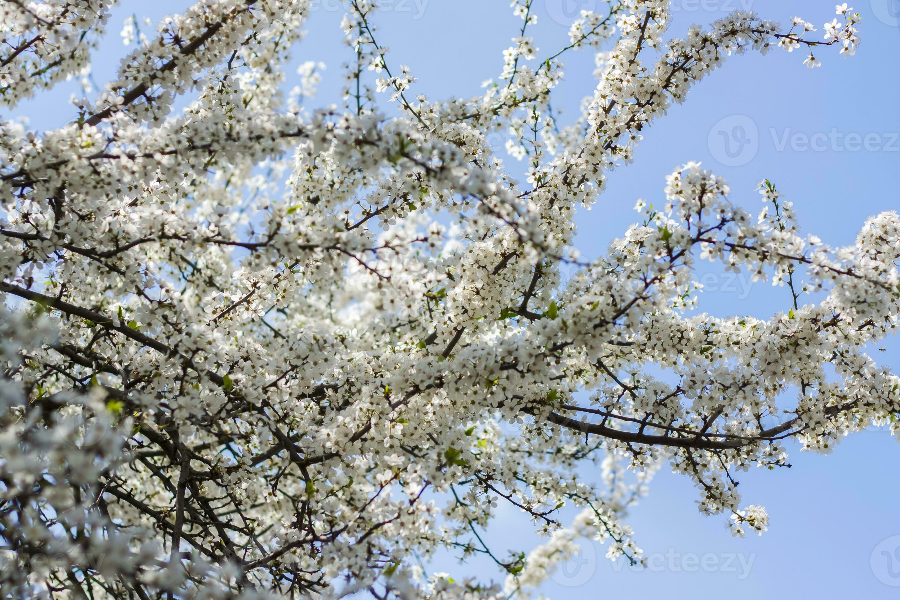 Nature in spring. A branch with white spring flowers on the tree. A ...