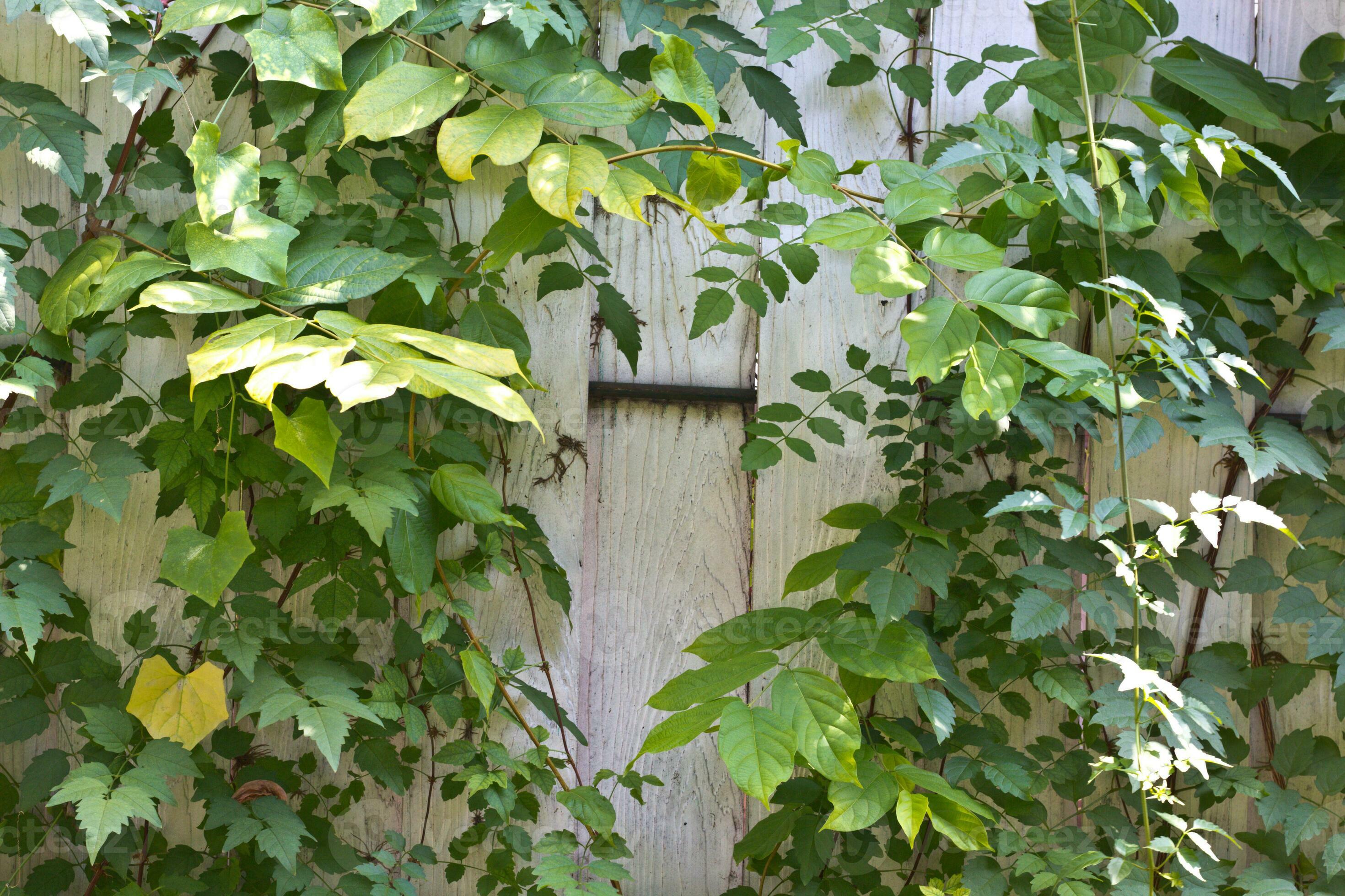 green-leaves-white-wood-frame-26547041-stock-photo-at-vecteezy