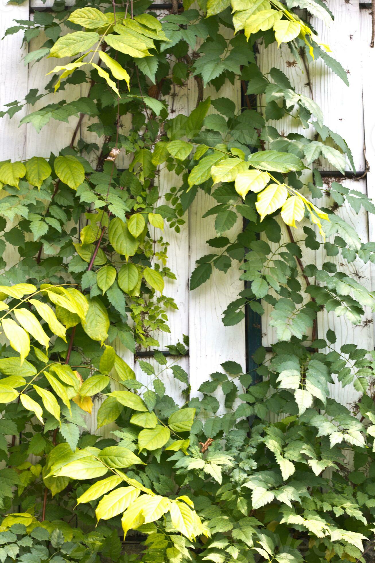 Green Leaves White Wood Frame 26547401 Stock Photo At Vecteezy