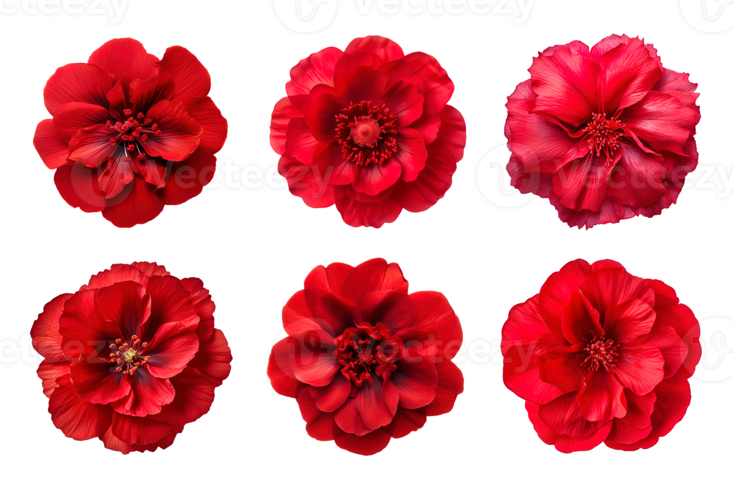 Selection of various red flowers isolated on transparent background 26552841 PNG