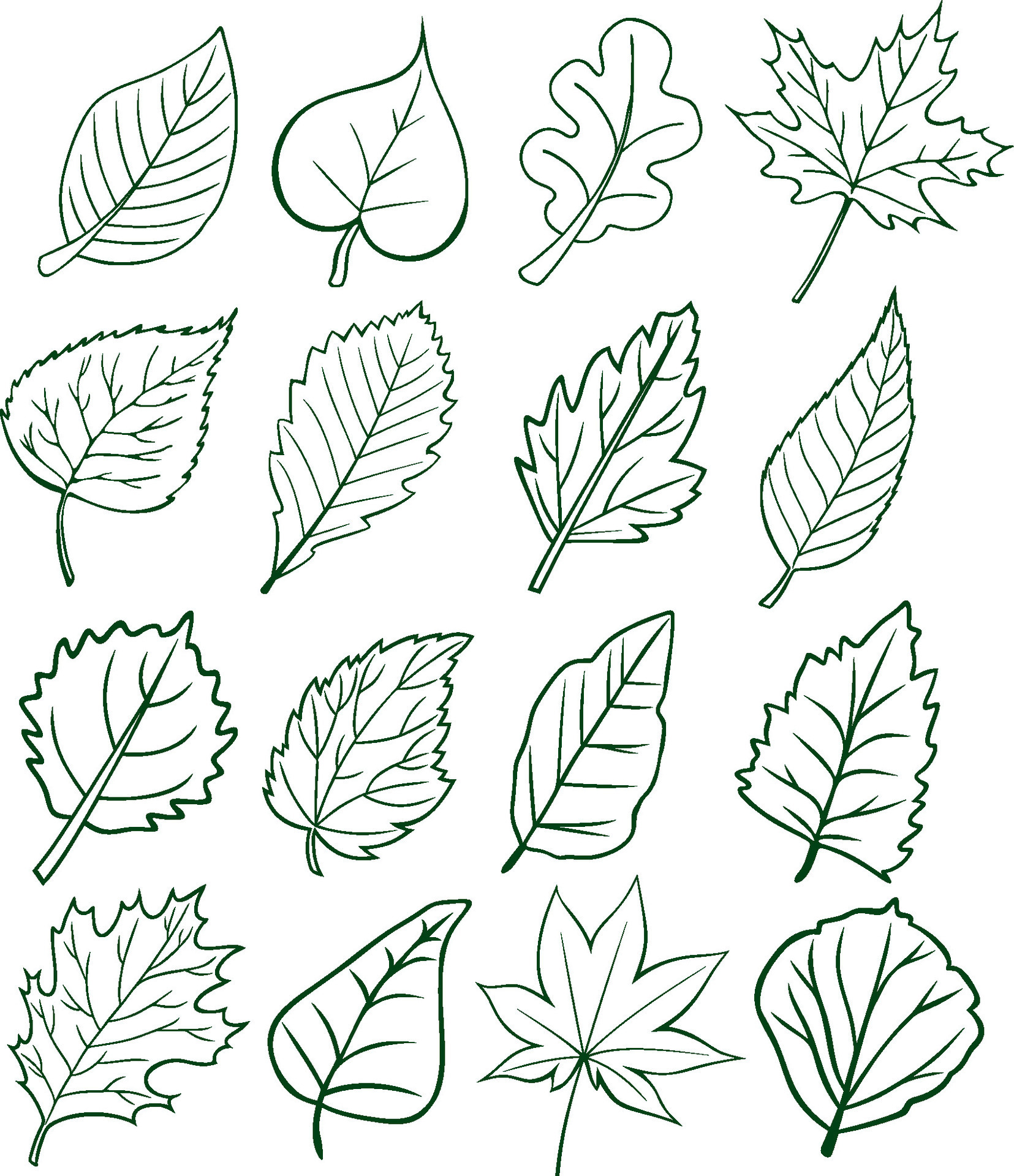 Colored Vector Leaves Of Different Trees Red Aspen Yellow Maple Brown Green Oak Lilac