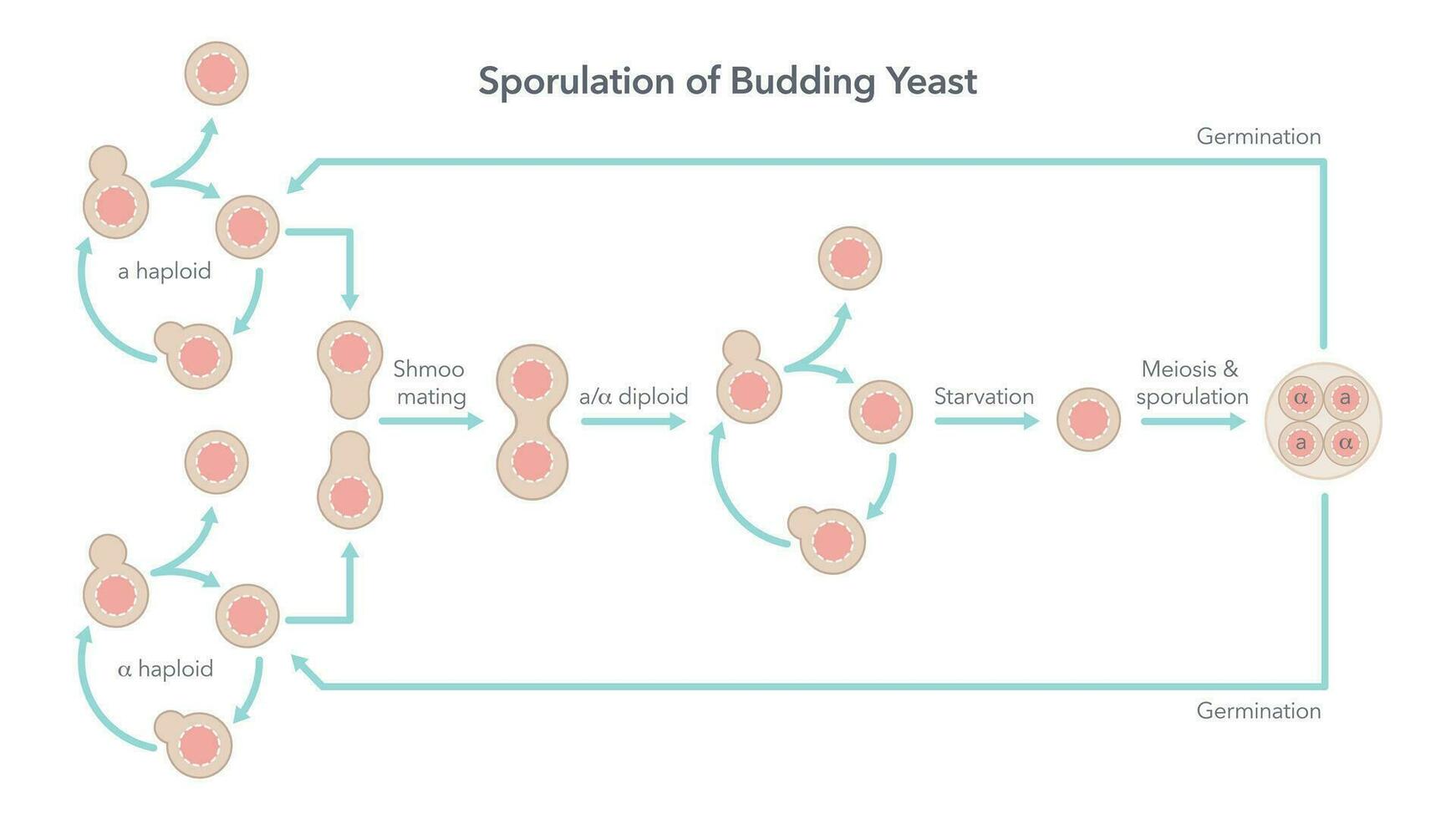 Sporulation And Life Cycle Of Budding Yeast Biology Vector Illustration Diagram 26586297 Vector