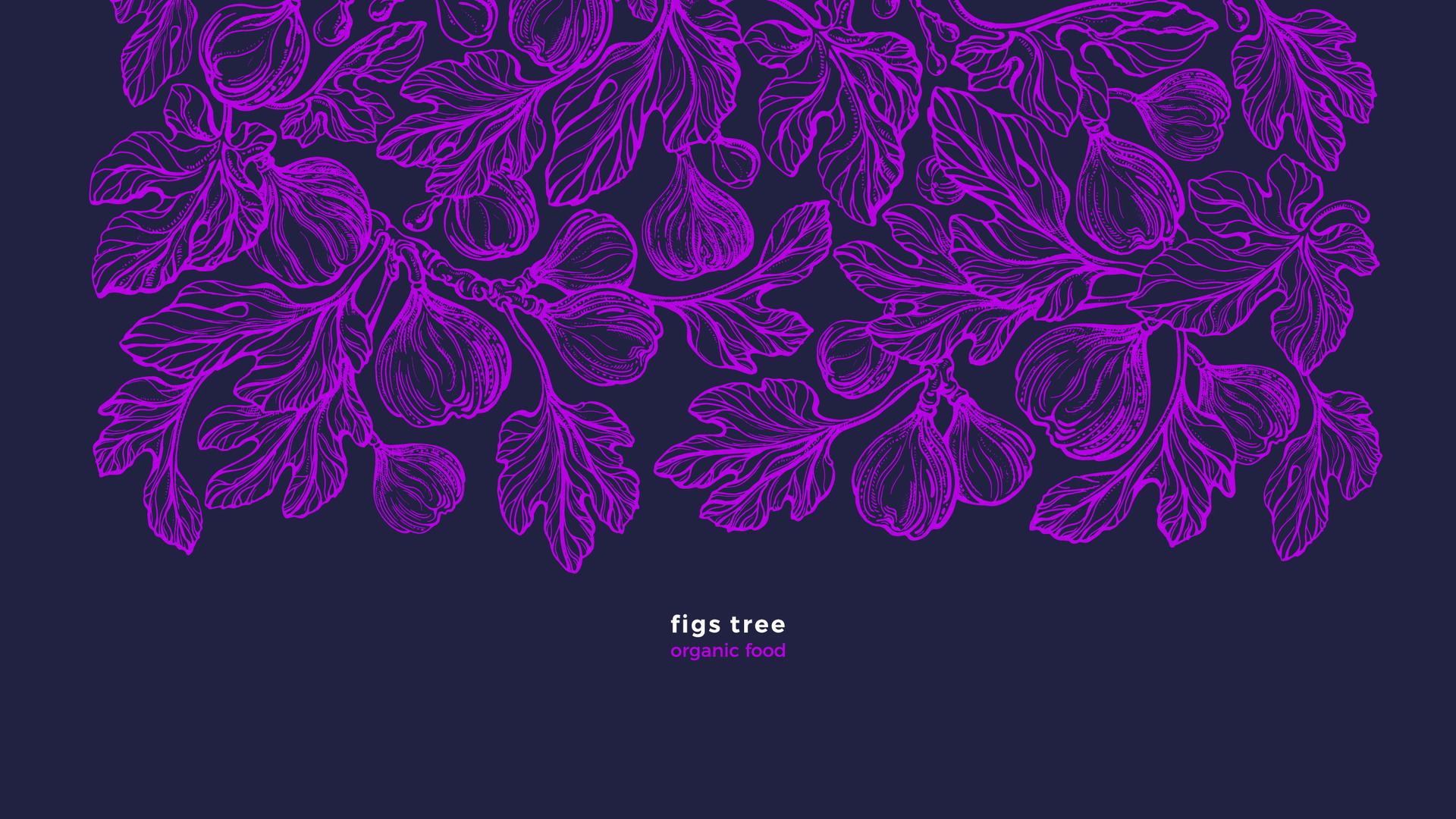 Ficus Plant Vector Art Hand Drawn Illustration 26591525 Vector Art At Vecteezy