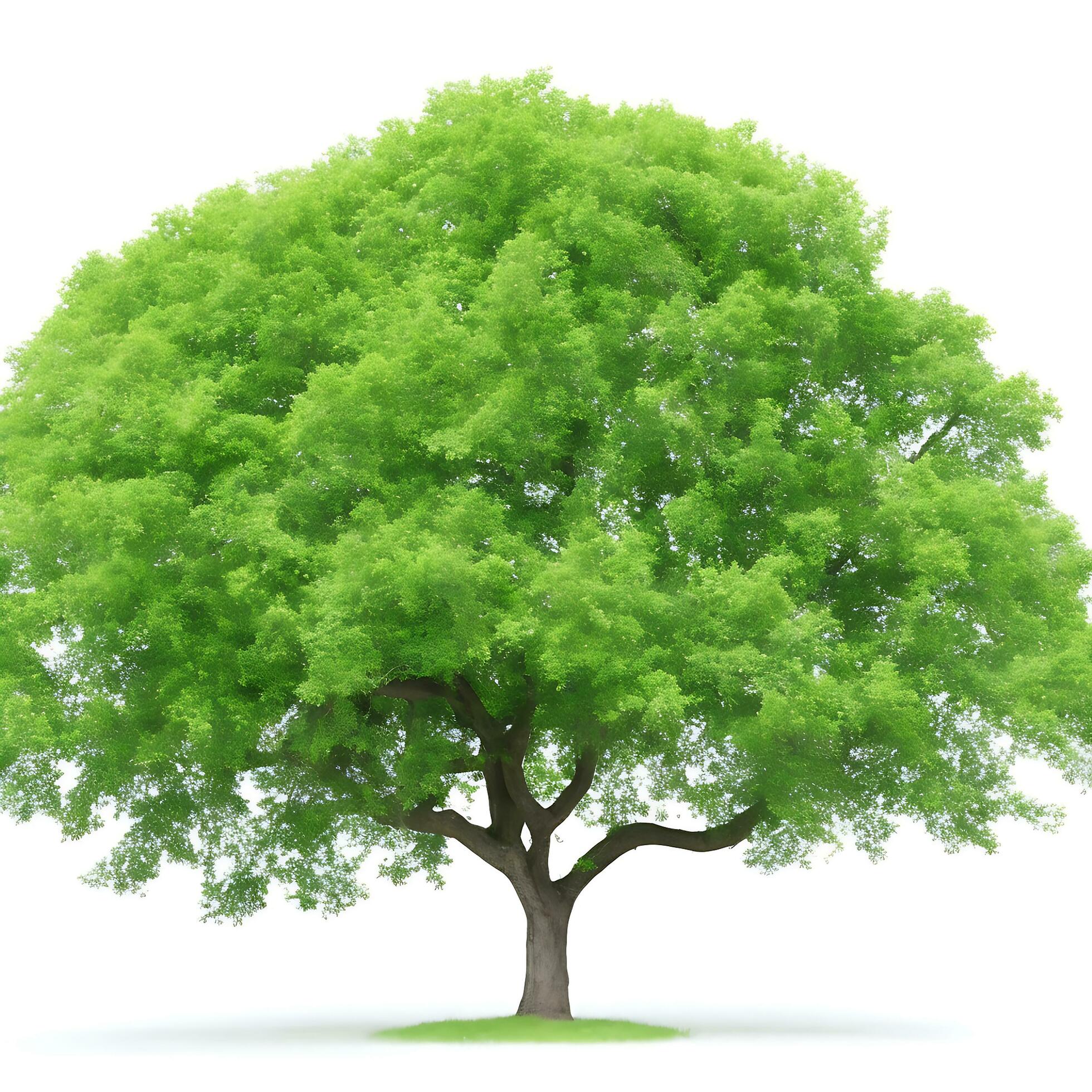 Free isolated tree on white background. ai generations 26614833 Stock ...