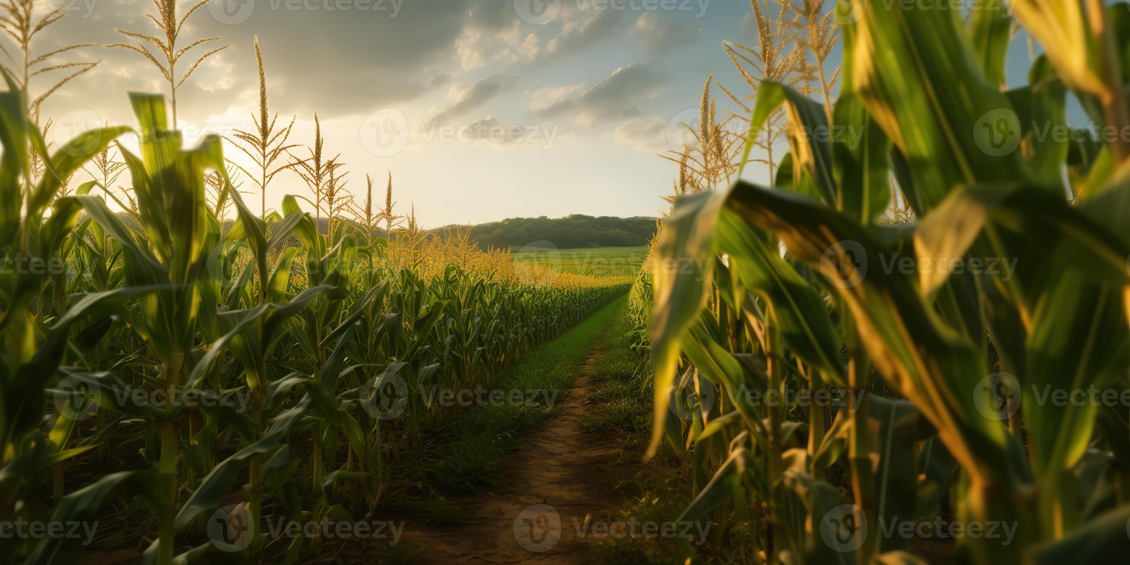 Green farm harvest corn field. Outdoor nature wild plant growing. Graphic Art 26649047 Stock ...