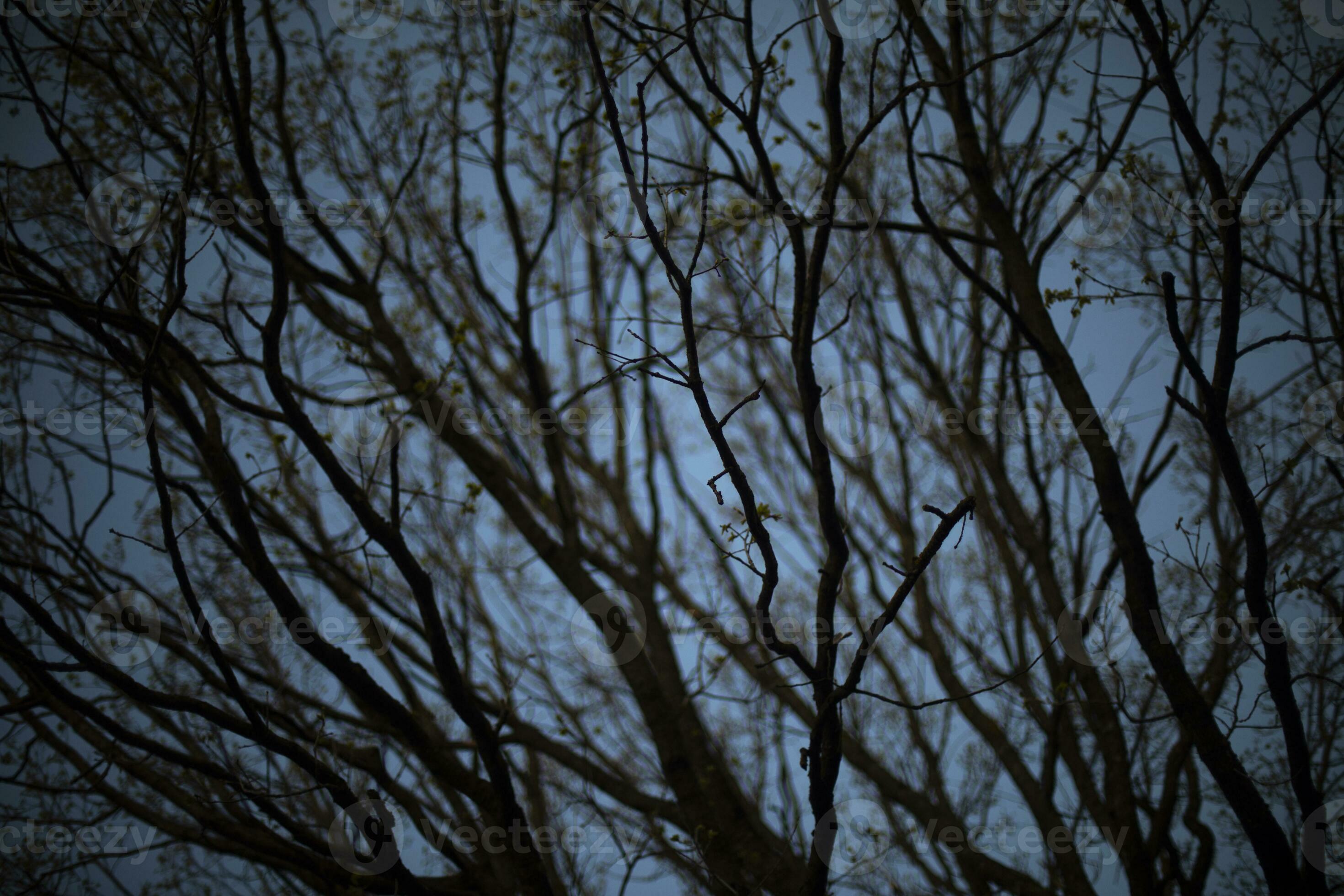 Tree branches. Texture from branches. Natural background. 26682789 ...