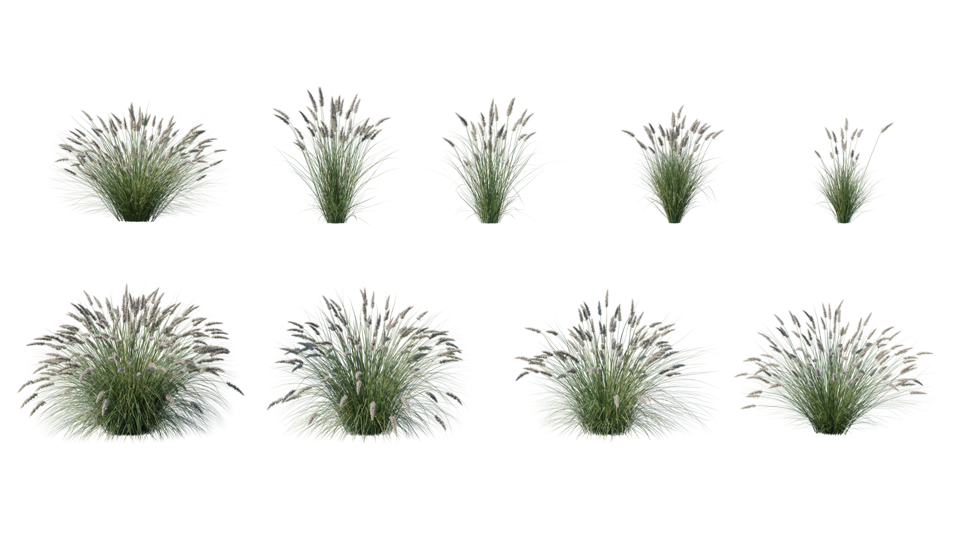 Beautiful grass and flowers for illustration. 26691232 PNG