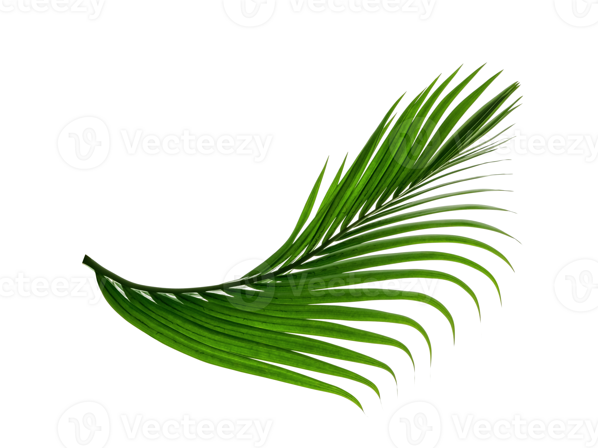 Green Leaves Pattern Leaf Palm Tree Isolated 26694890 Png