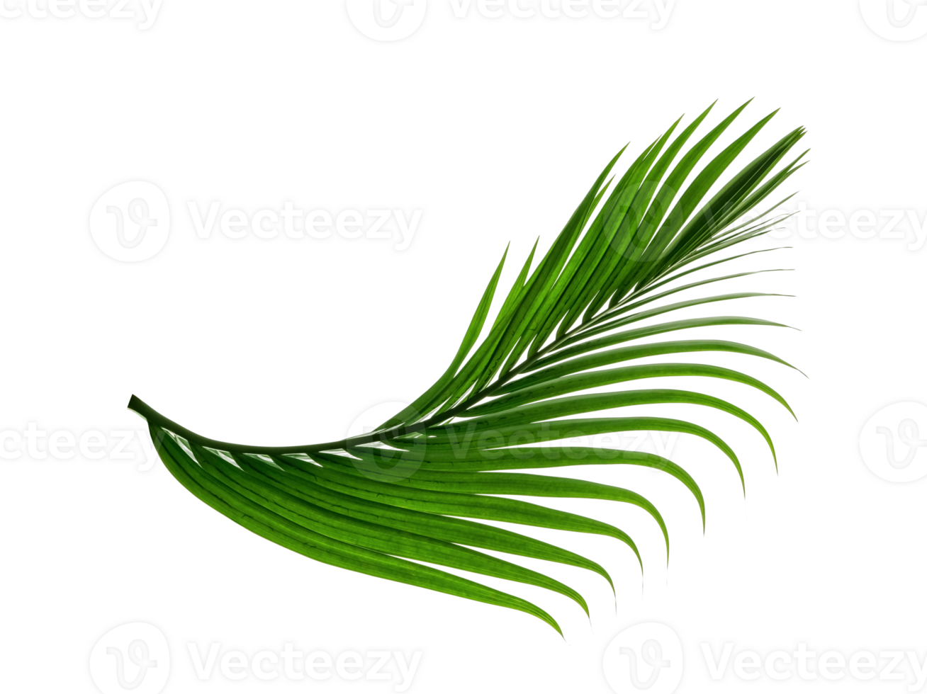 Green Leaves Pattern Leaf Palm Tree Isolated 26694890 Png