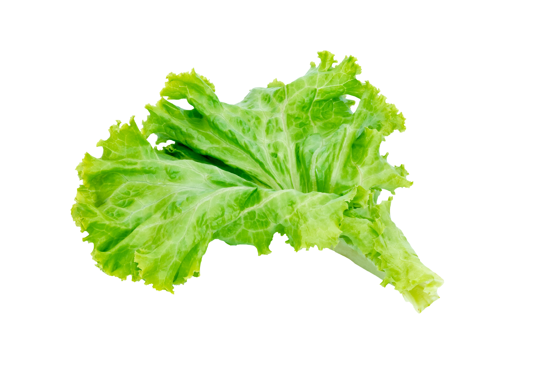 green lettuce leaves isolated 26694924 PNG green lettuce leaves isolated 26694924 PNG