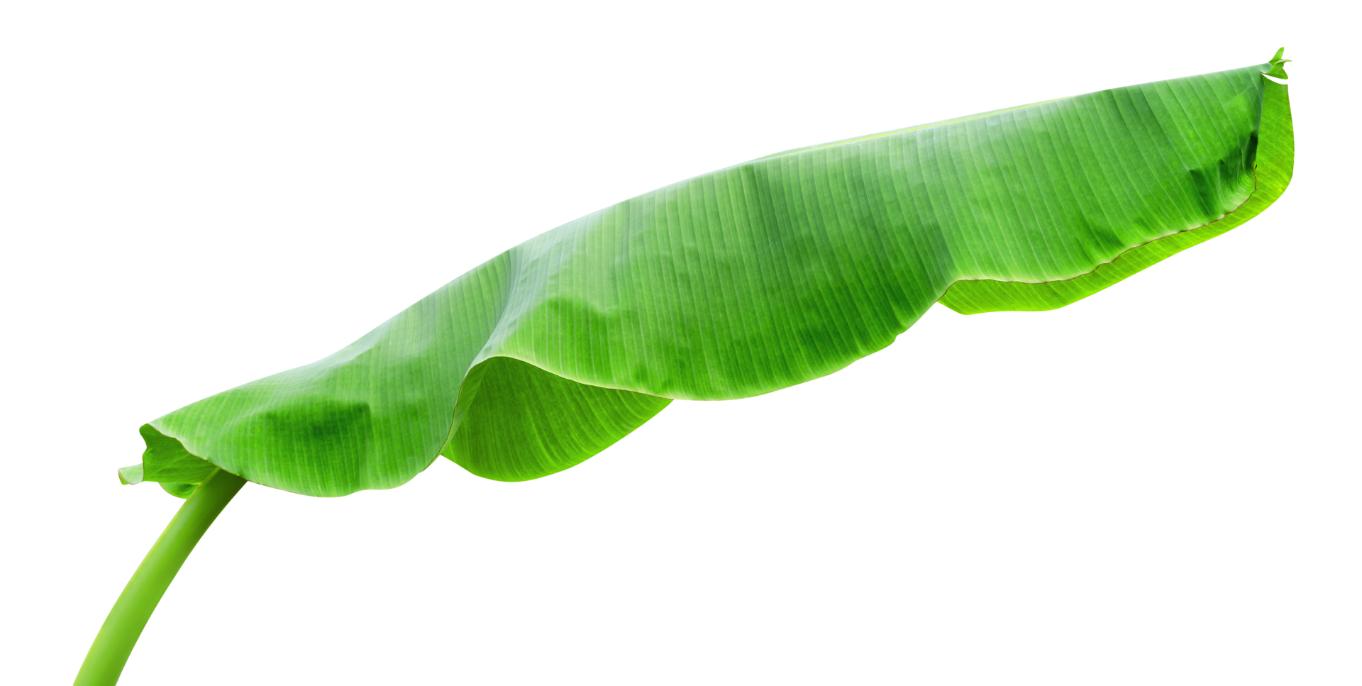 Green Leaves Pattern Leaf Banana Isolated 26694943 Png