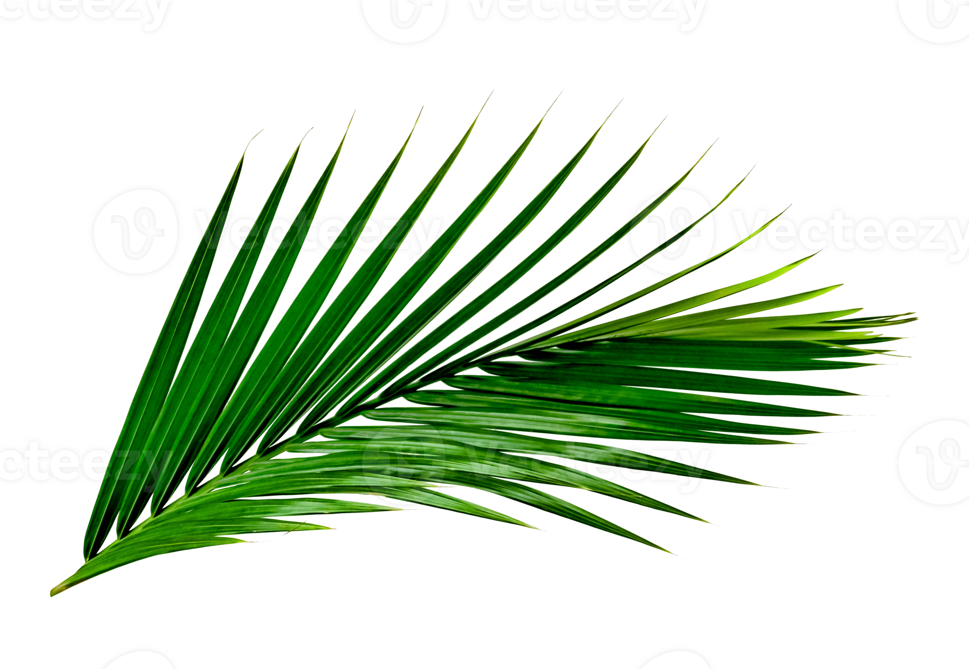 Green Leaves Pattern Leaf Palm Tree Isolated 26694962 Png