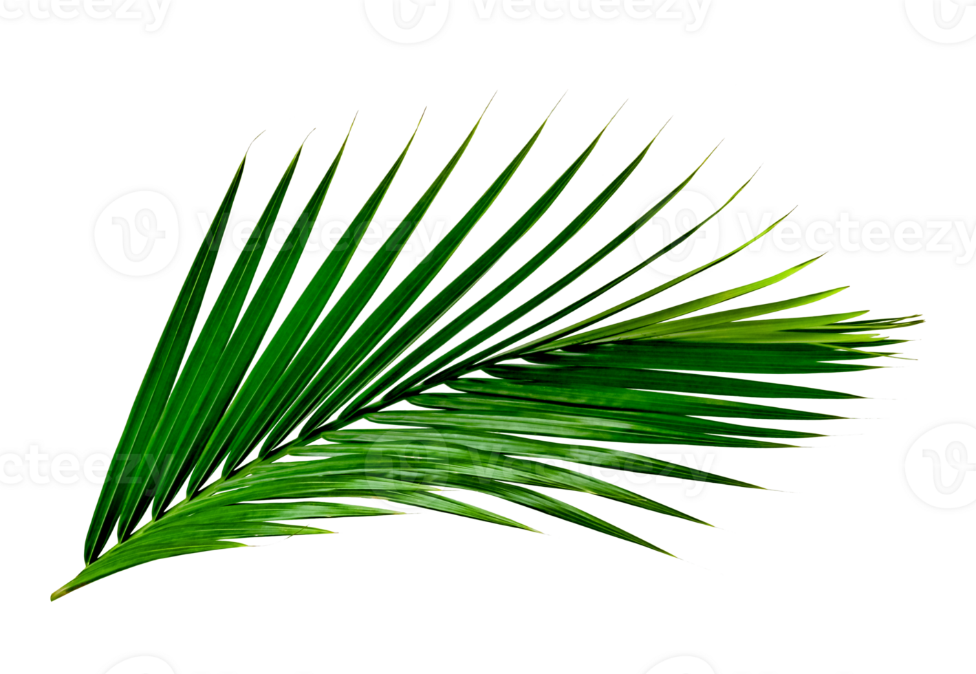 Green Leaves Pattern Leaf Palm Tree Isolated 26694962 Png