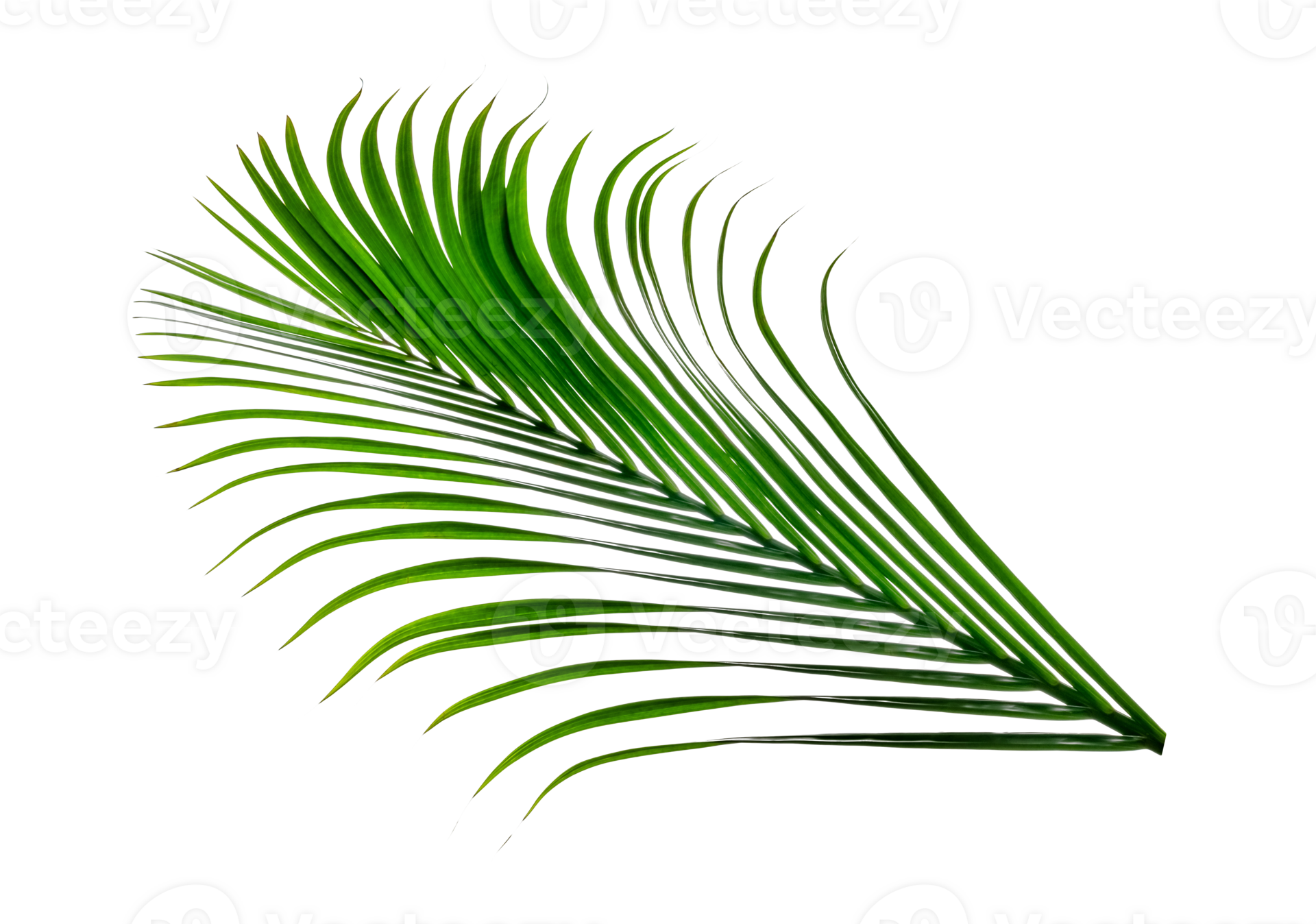 Green Leaves Pattern Leaf Palm Tree Isolated 26694966 Png