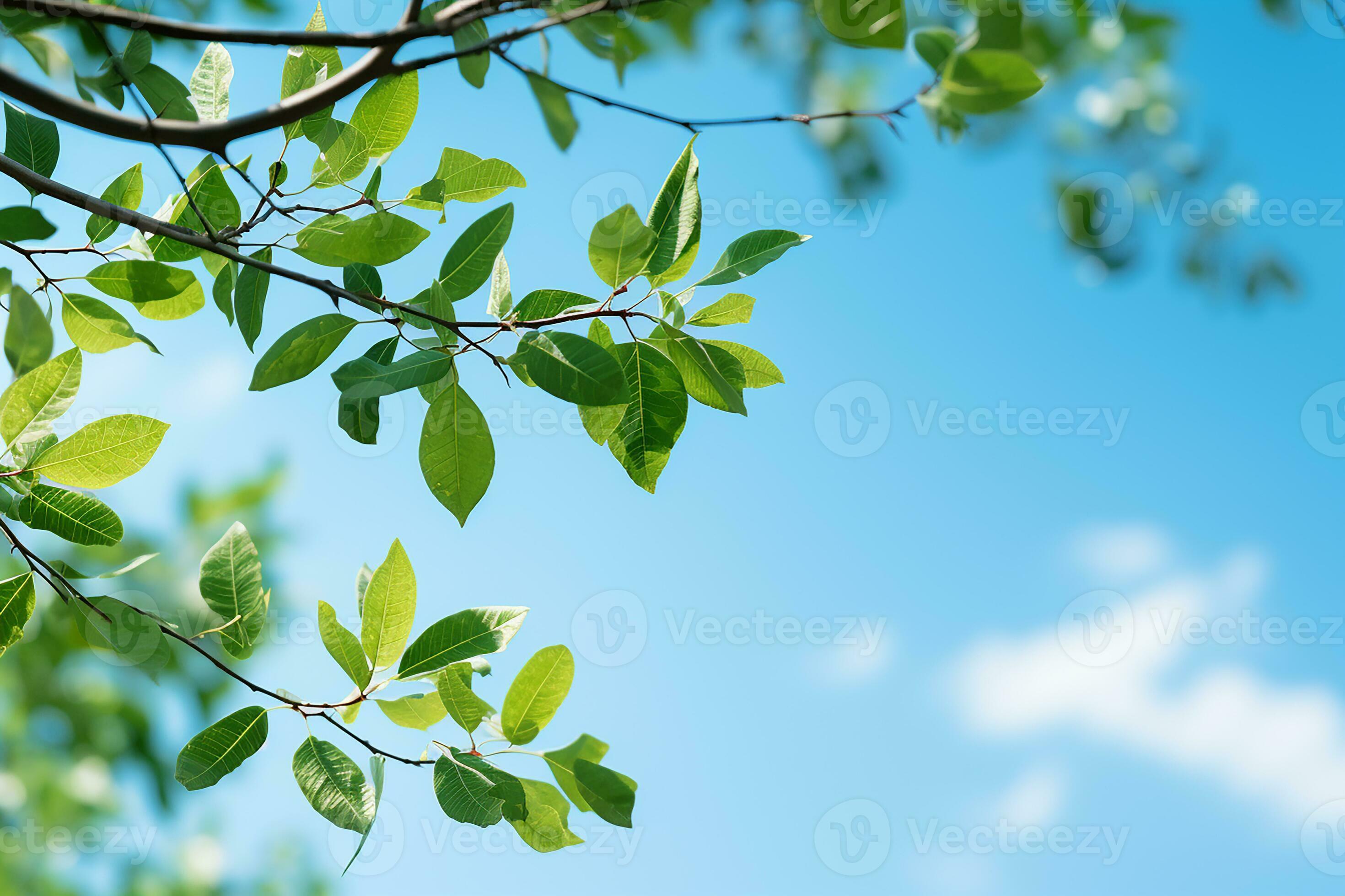 View of Tree Branches with Fresh Green Leaves in Blue Sky Background on ...