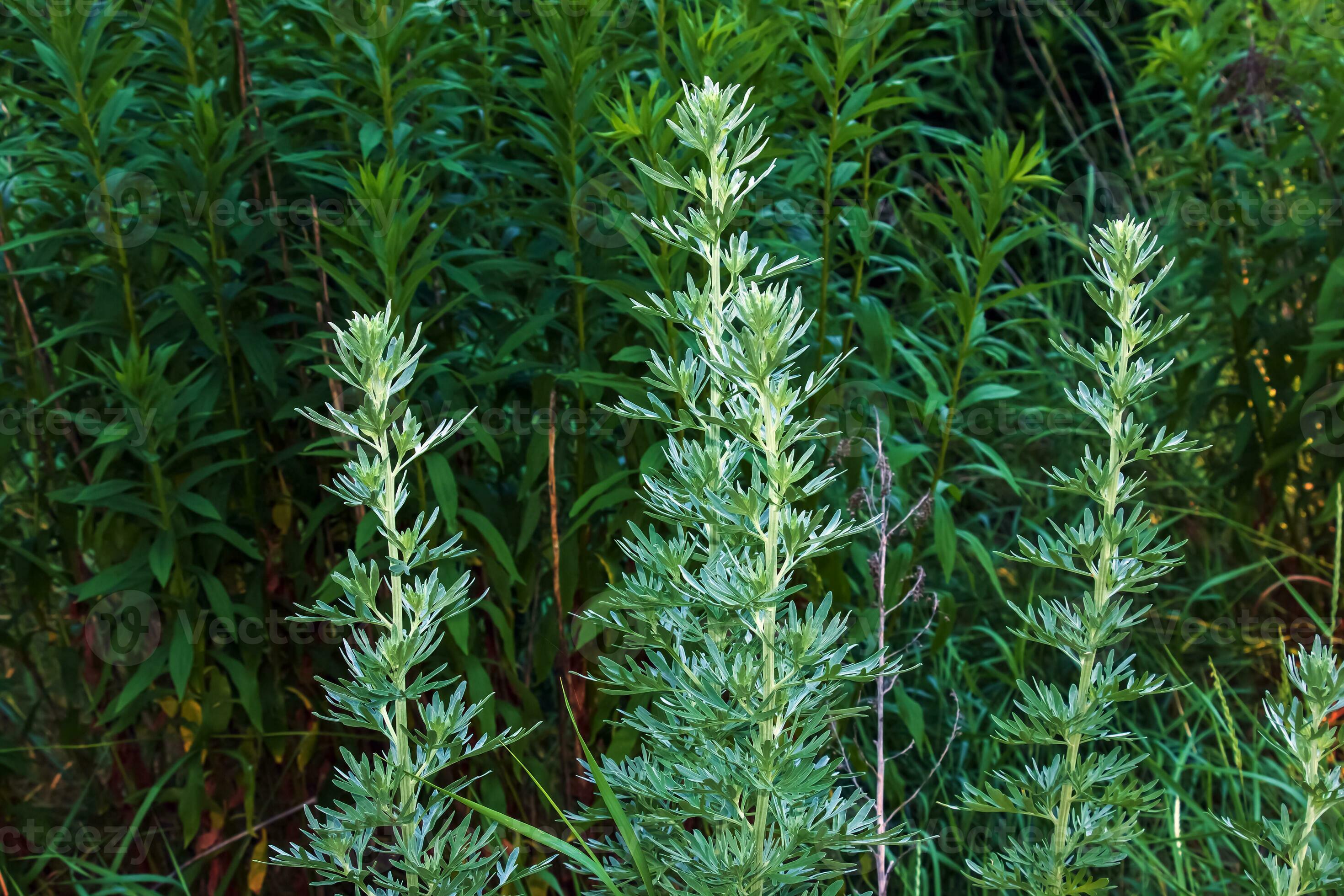 Wormwood or Artemisia absinthium L on a blurred background 26714502 Stock Photo at Vecteezy