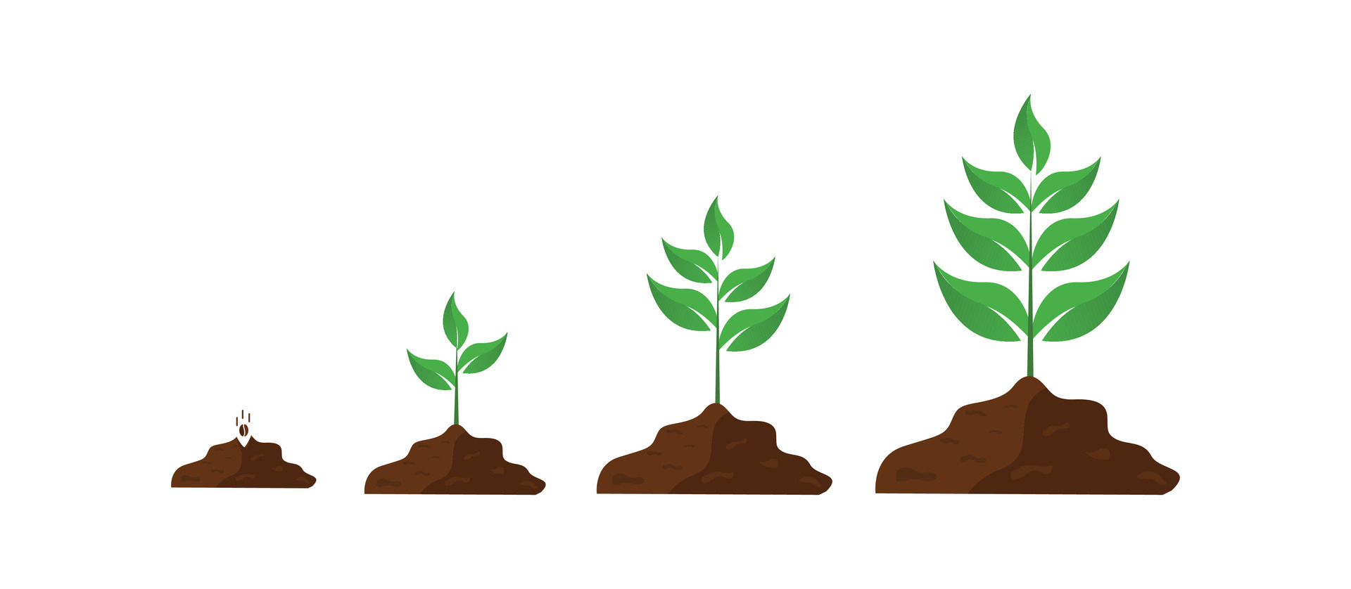 Gradual plant growth. Schematic from sprout to mature plant. Simple ... Gradual plant growth. Schematic from sprout to mature plant. Simple ...