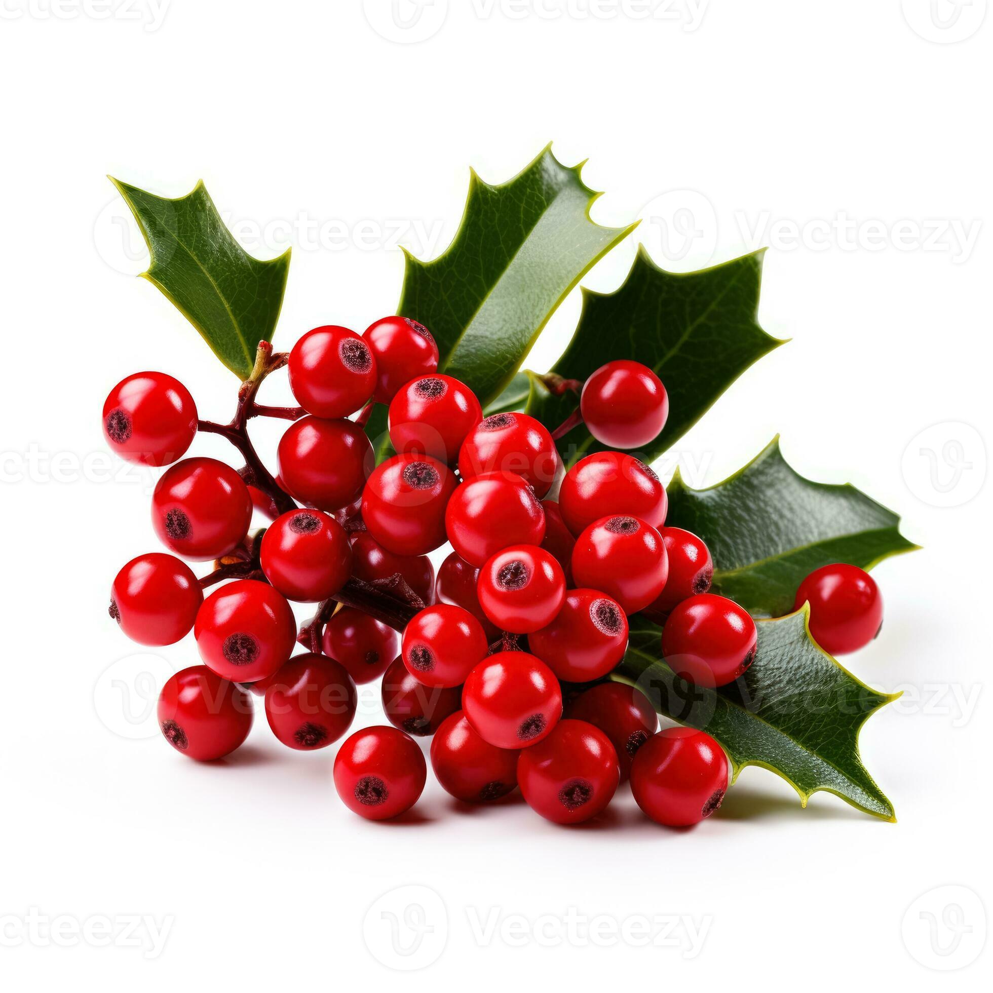 Festive Christmas tree holly berries isolated on white background 26735722 Stock Photo at Vecteezy