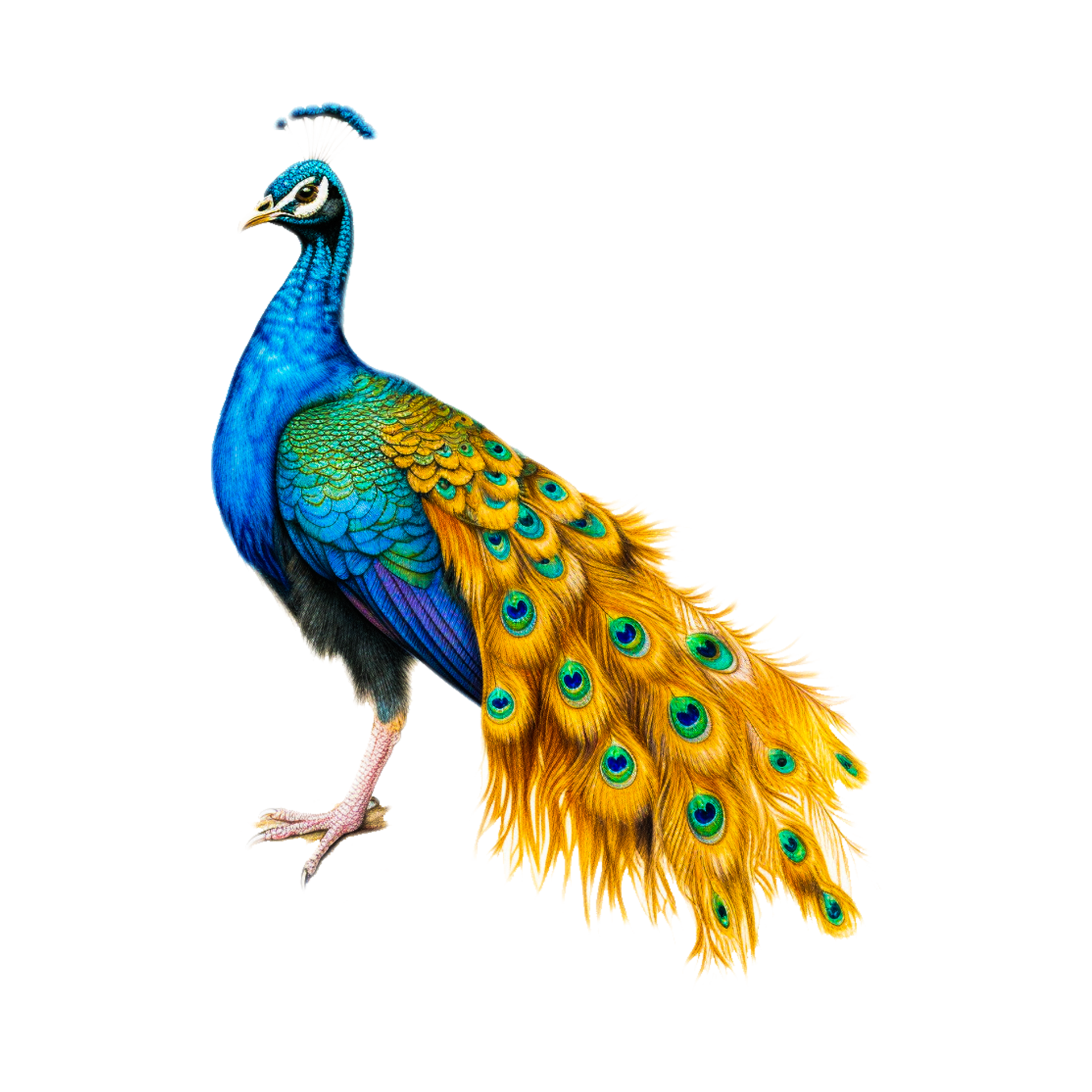 Blue And Green Peacock 26751431 Png