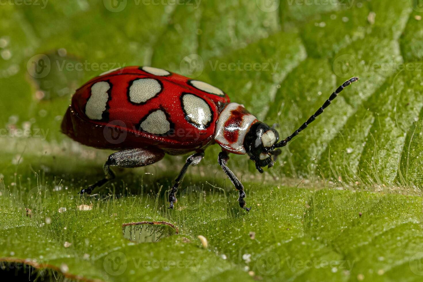 escarabajo pulga adulto 26759992 Foto de stock en Vecteezy