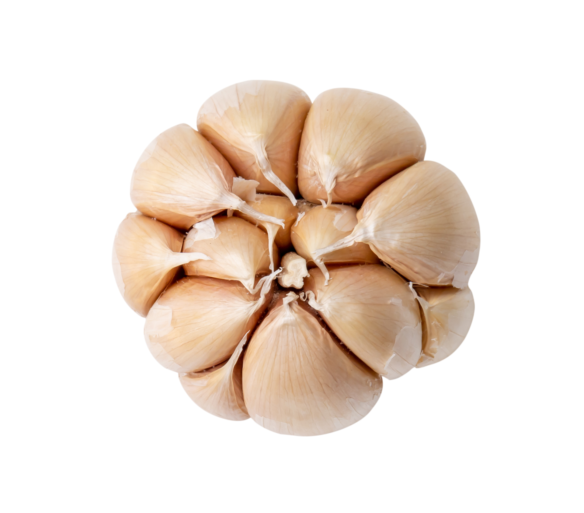 Top View Of Single Fresh White Garlic Bulb Isolated With Clipping Path In Png File Format Thai