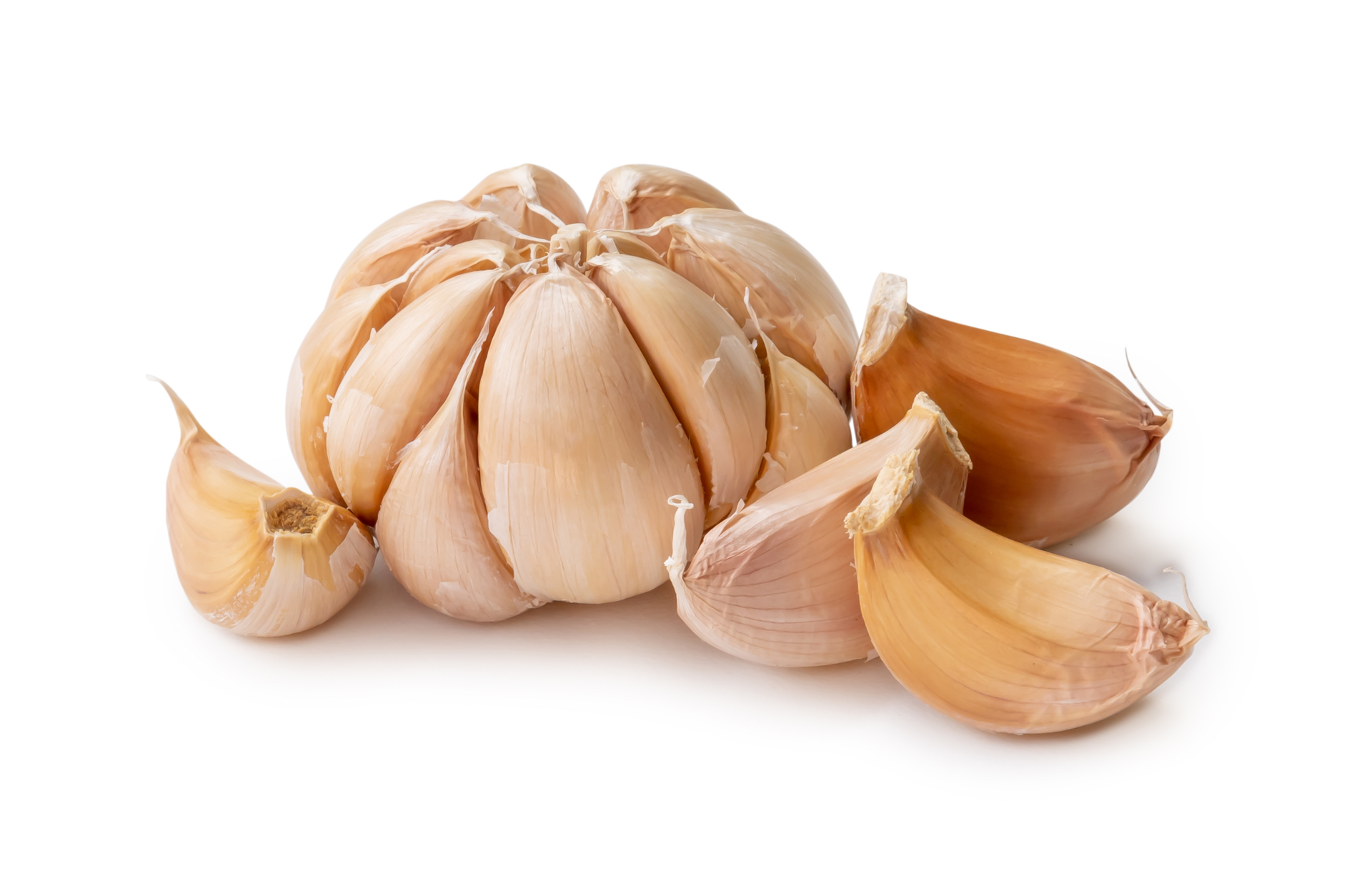 Single Fresh White Garlic Bulb With Segments Isolated With Clipping Path And Shadow In Png File
