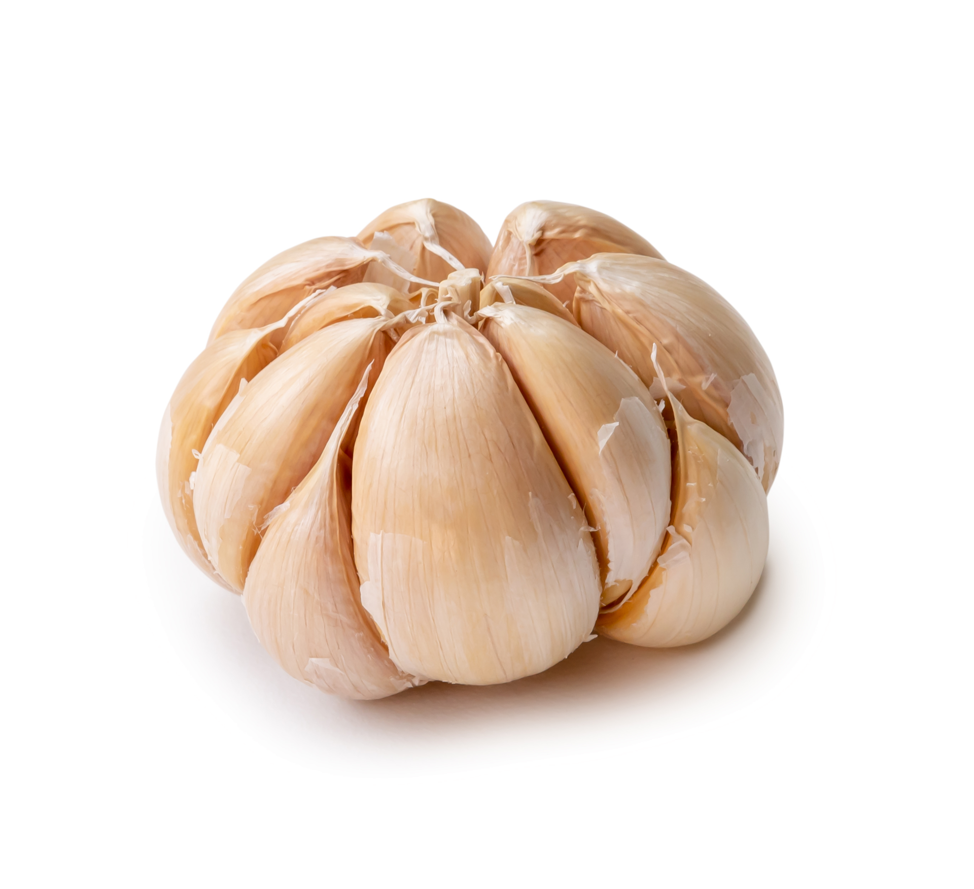 Single Fresh White Garlic Bulb Isolated With Clipping Path And Shadow In Png File Format Thai